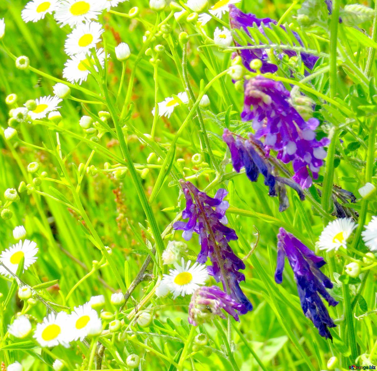 Wild Flowers Desktop Wallpapers - Top Free Wild Flowers Desktop ...