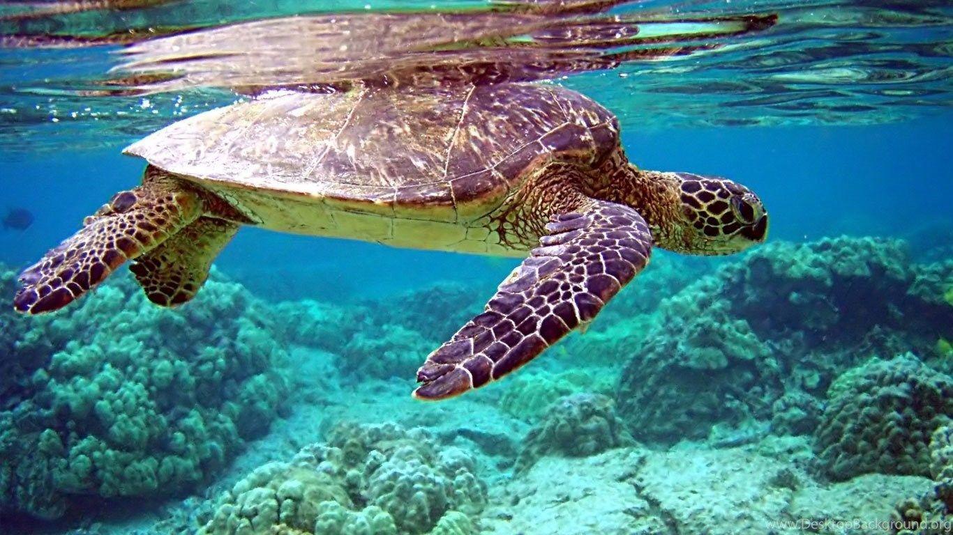 Under Sea Wallpapers - Top Free Under Sea Backgrounds - WallpaperAccess