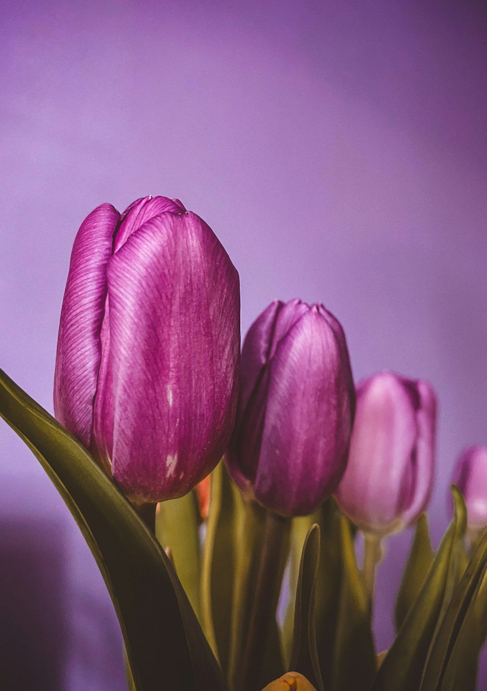Purple Portrait Wallpapers - Top Free Purple Portrait Backgrounds ...