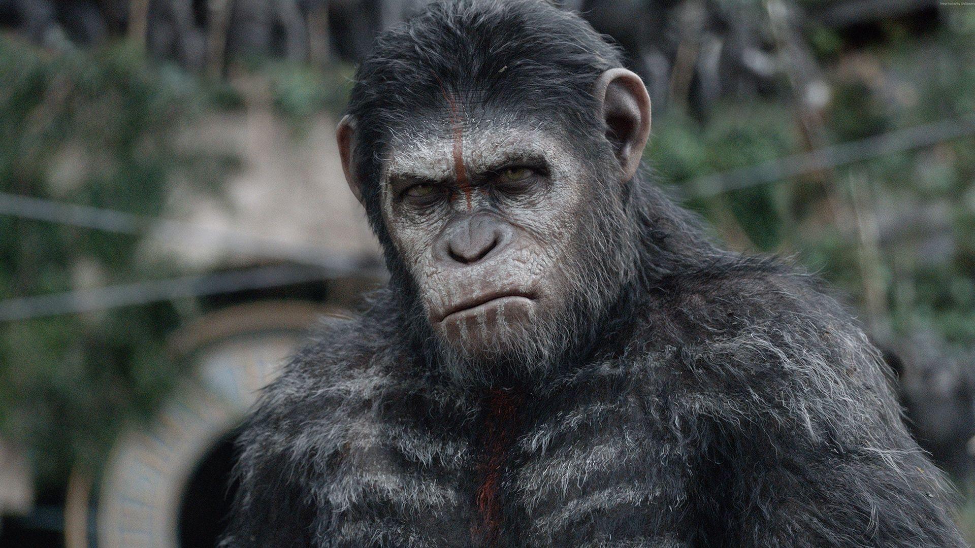 Ape Wallpapers - Top Free Ape Backgrounds - WallpaperAccess