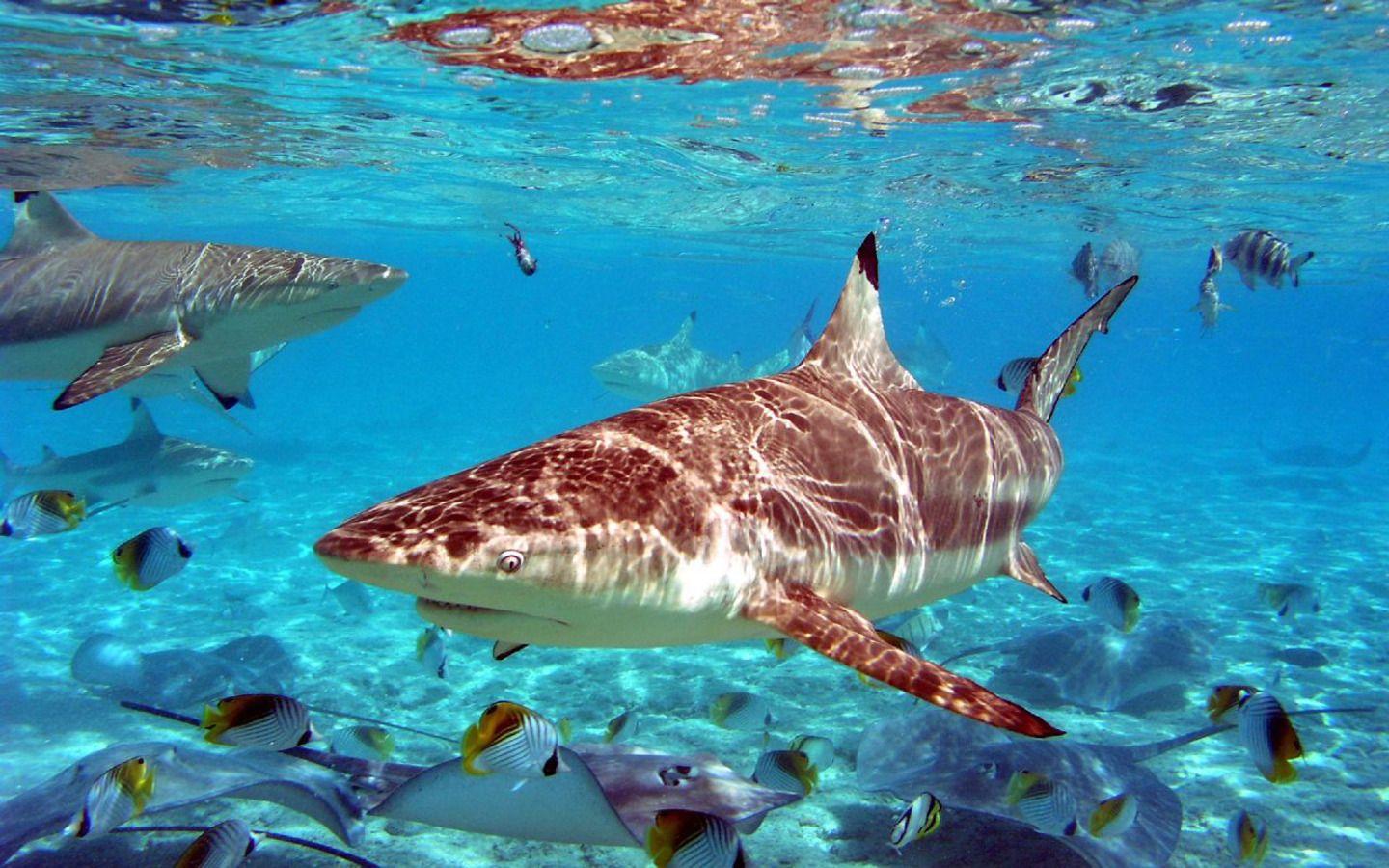 Beautiful Shark Wallpapers - Top Free Beautiful Shark Backgrounds ...