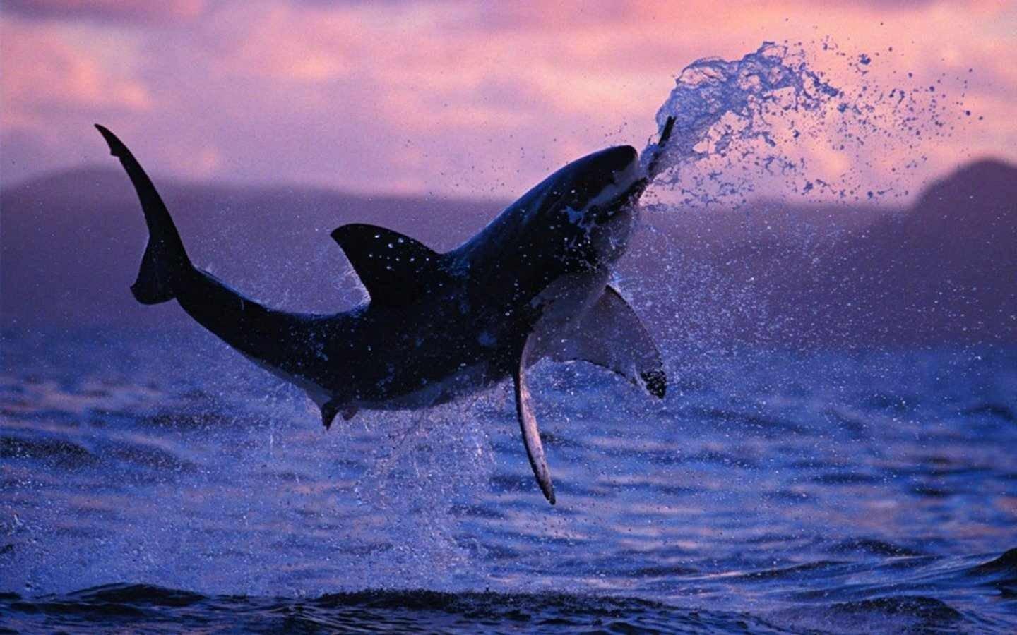 Shark Desktop Wallpapers - Top Free Shark Desktop Backgrounds ...