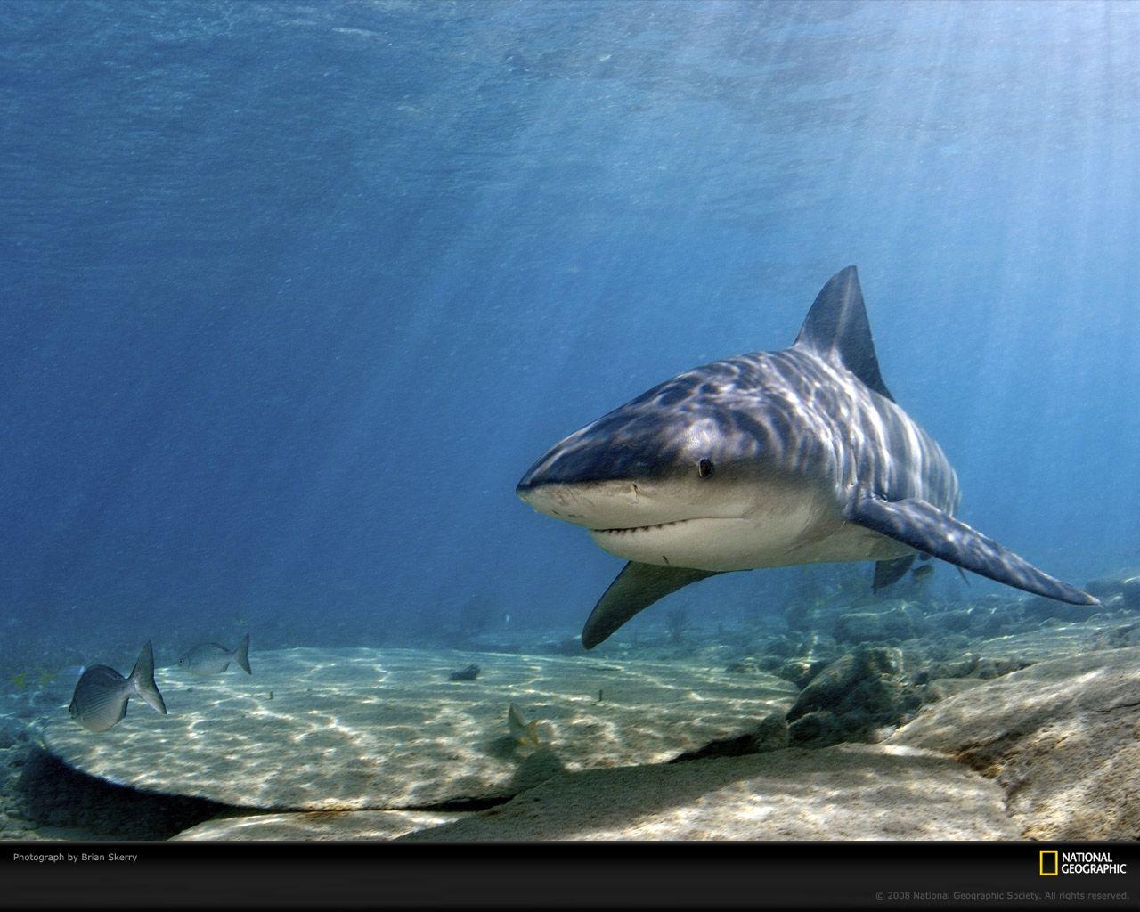 Beautiful Shark Wallpapers - Top Free Beautiful Shark Backgrounds ...