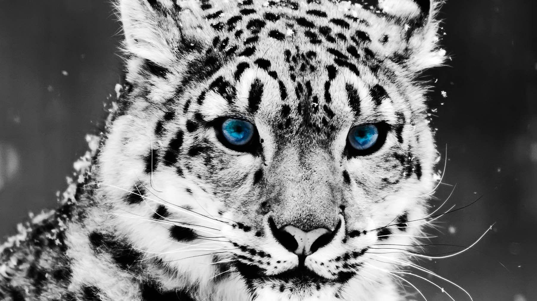Cool Animal Wallpapers - Top Free Cool Animal Backgrounds - WallpaperAccess