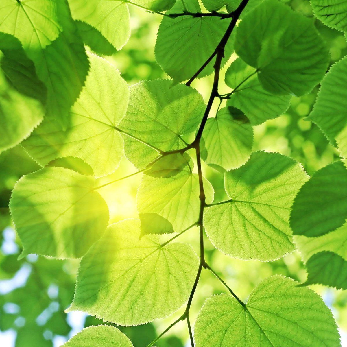 Fresh Green Wallpapers - Top Free Fresh Green Backgrounds - WallpaperAccess