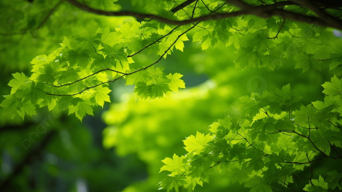 Fresh Green Wallpapers - Top Free Fresh Green Backgrounds - WallpaperAccess