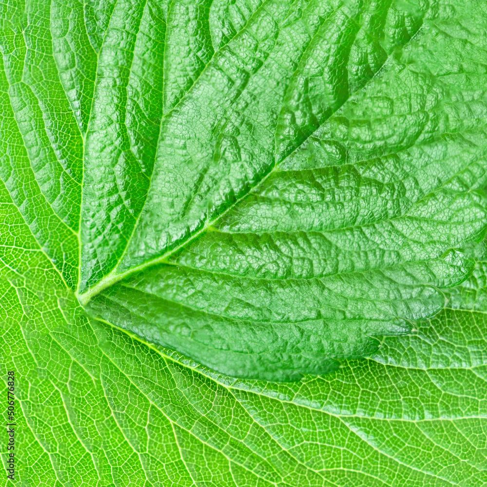 Fresh Green Wallpapers - Top Free Fresh Green Backgrounds - WallpaperAccess