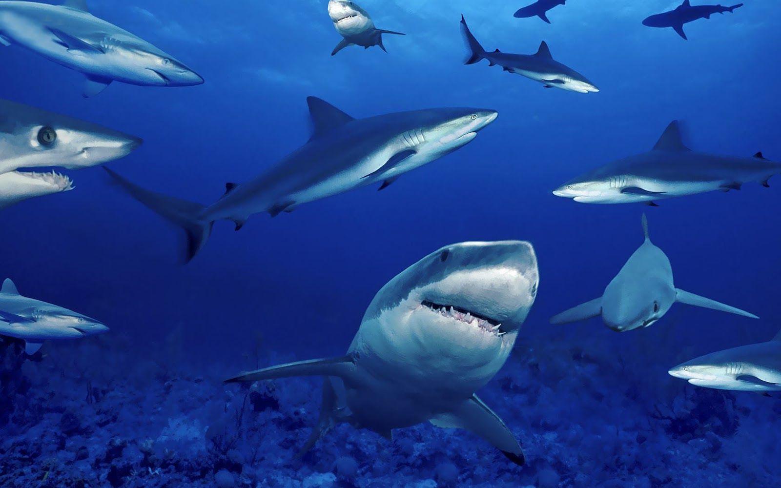 Beautiful Shark Wallpapers - Top Free Beautiful Shark Backgrounds ...