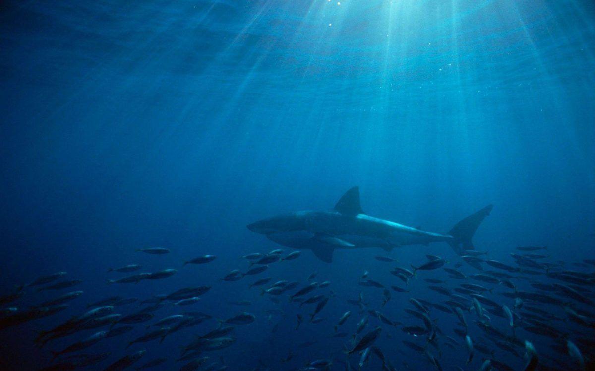 Beautiful Shark Wallpapers - Top Free Beautiful Shark Backgrounds ...