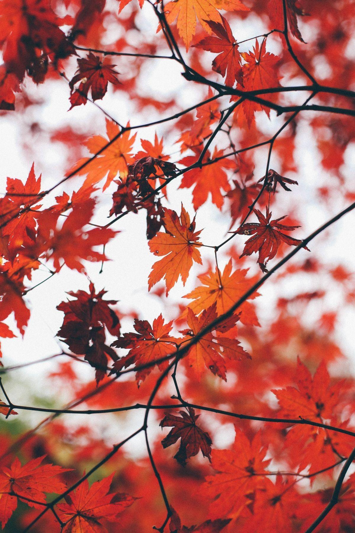 Vintage Autumn Wallpapers - Top Free Vintage Autumn Backgrounds ...