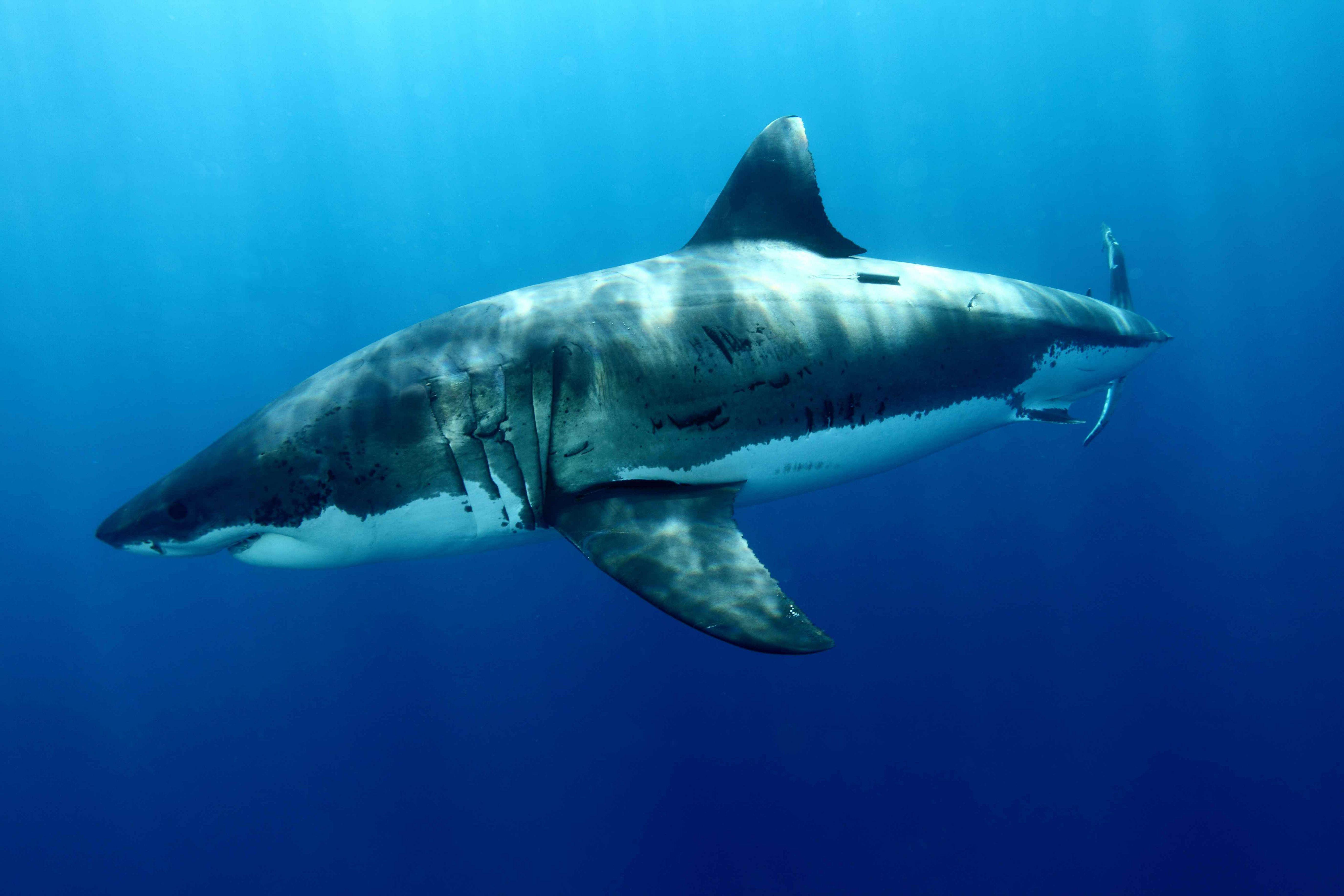 Beautiful Shark Wallpapers - Top Free Beautiful Shark Backgrounds ...