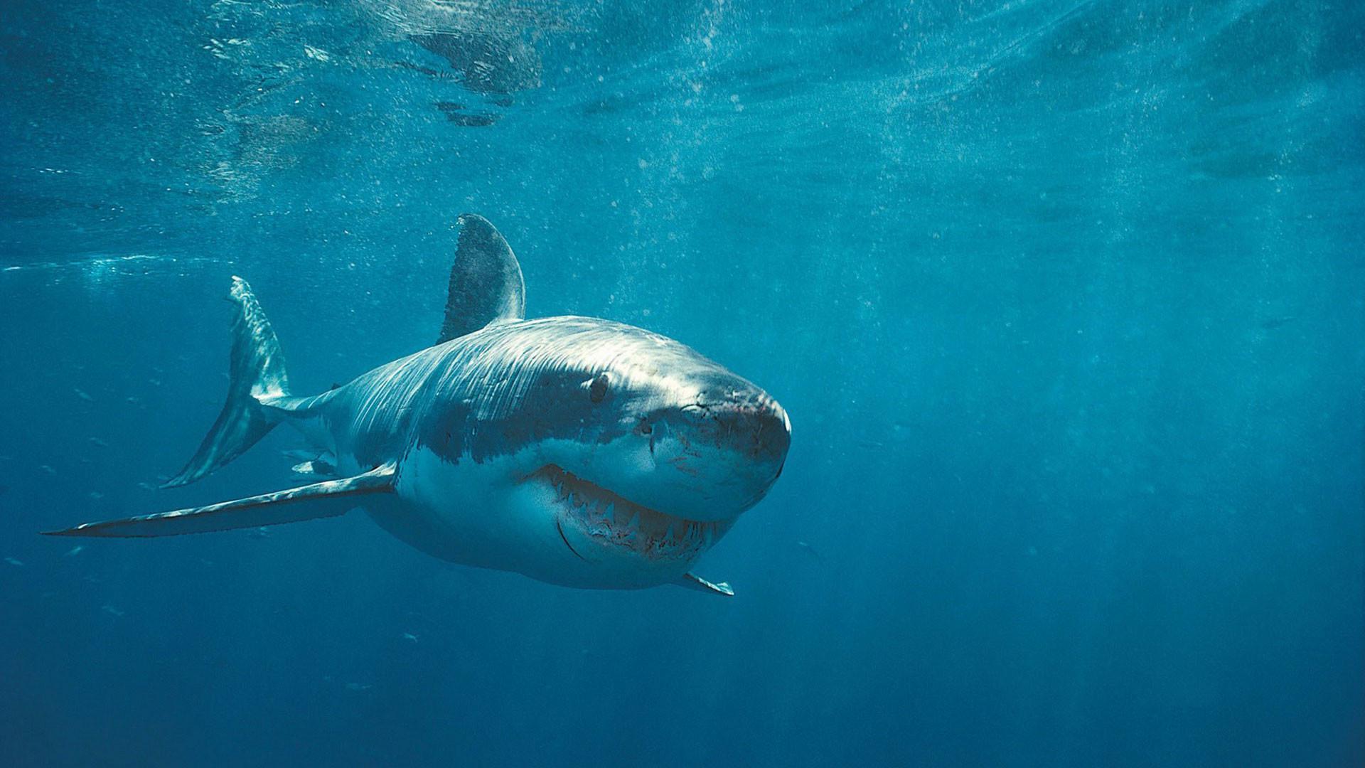 Beautiful Shark Wallpapers - Top Free Beautiful Shark Backgrounds ...