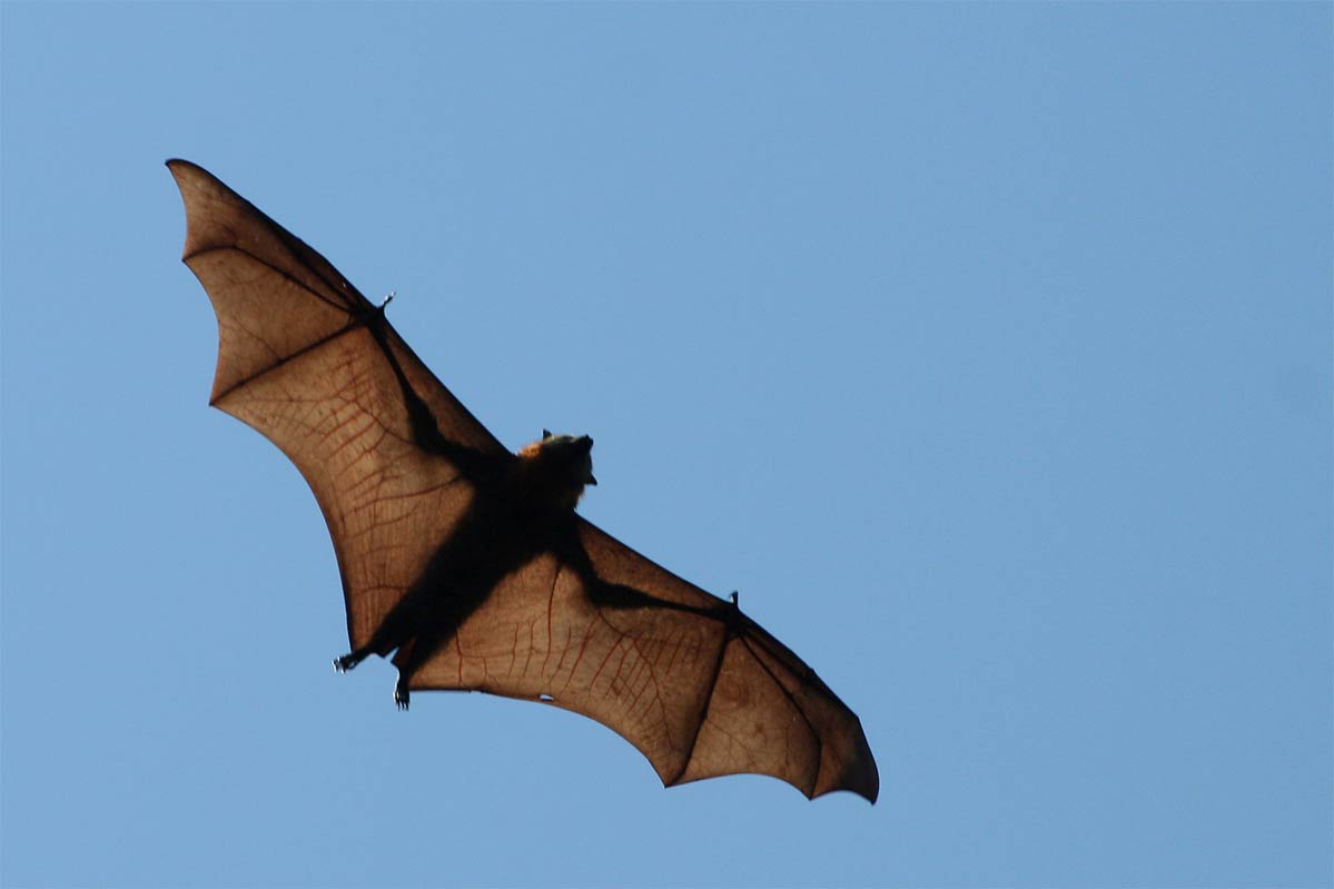 Flying Fox Wallpapers - Top Free Flying Fox Backgrounds - WallpaperAccess