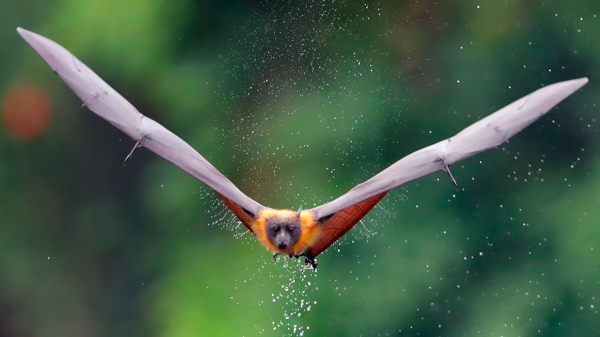 Flying Fox Wallpapers - Top Free Flying Fox Backgrounds - WallpaperAccess