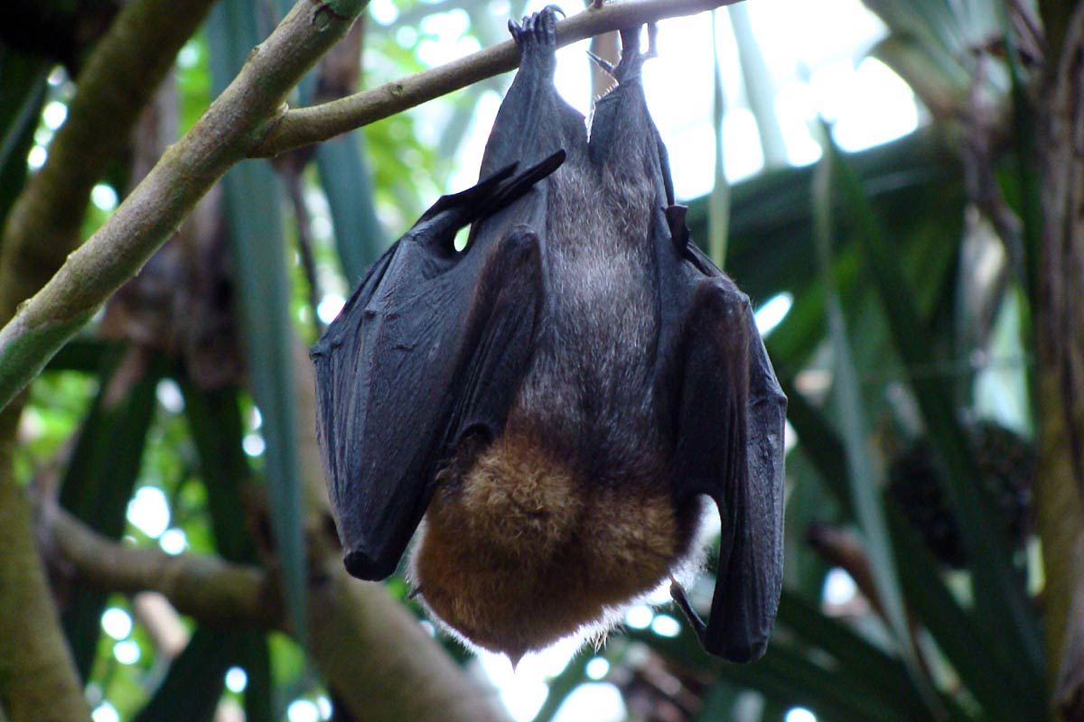 Flying Fox Wallpapers - Top Free Flying Fox Backgrounds - WallpaperAccess