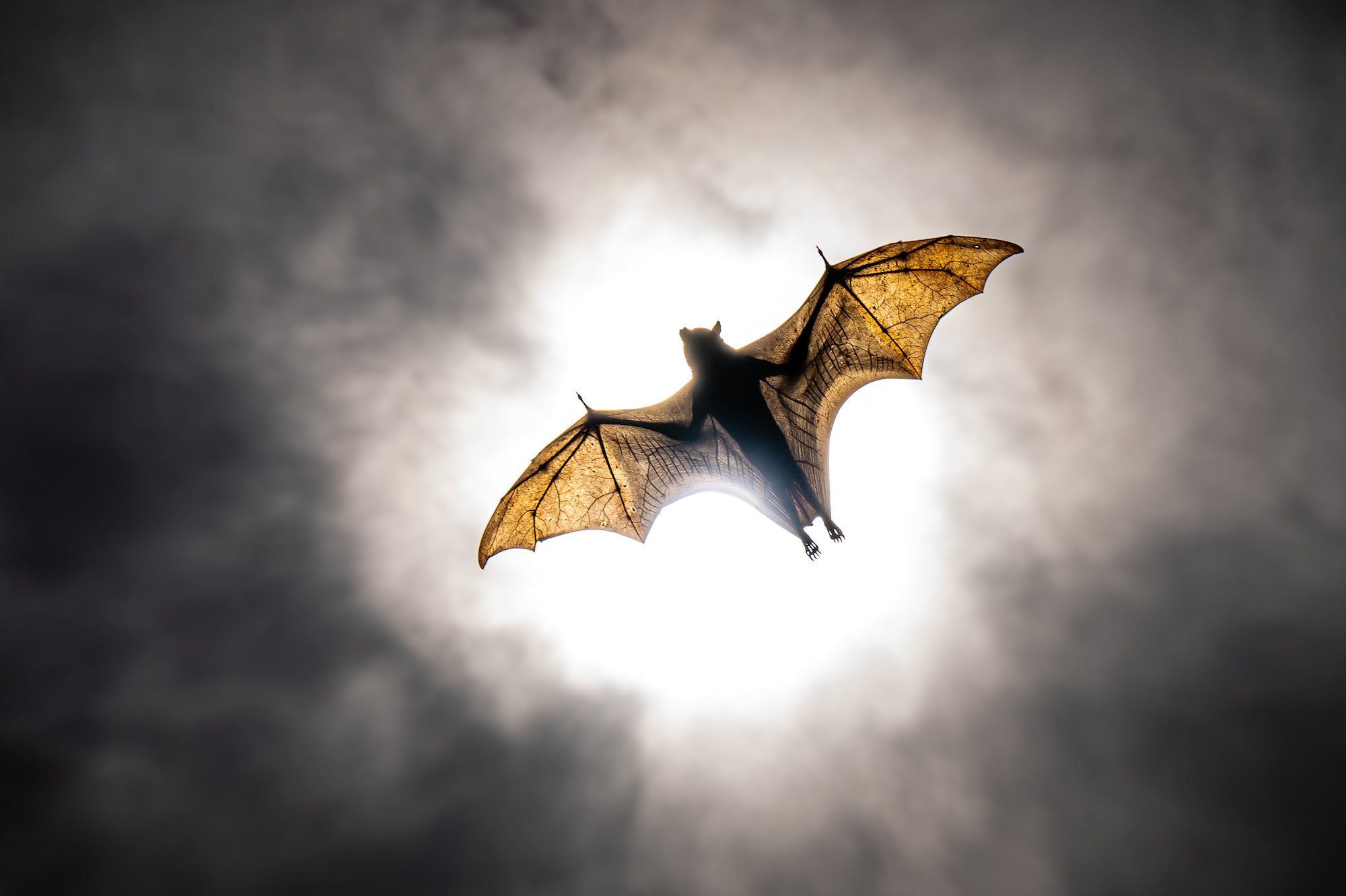 Flying Fox Wallpapers - Top Free Flying Fox Backgrounds - WallpaperAccess