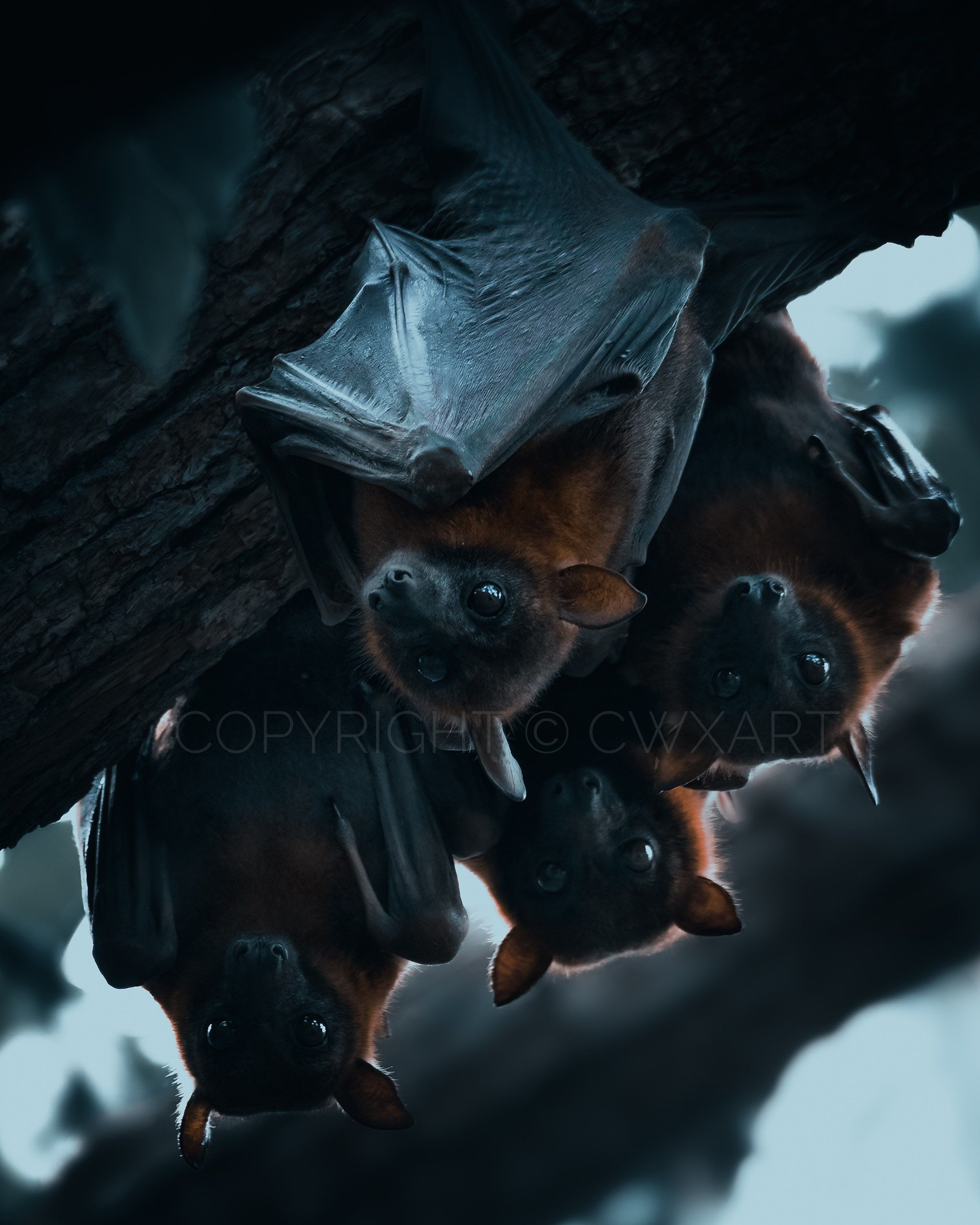 Flying Fox Wallpapers - Top Free Flying Fox Backgrounds - WallpaperAccess