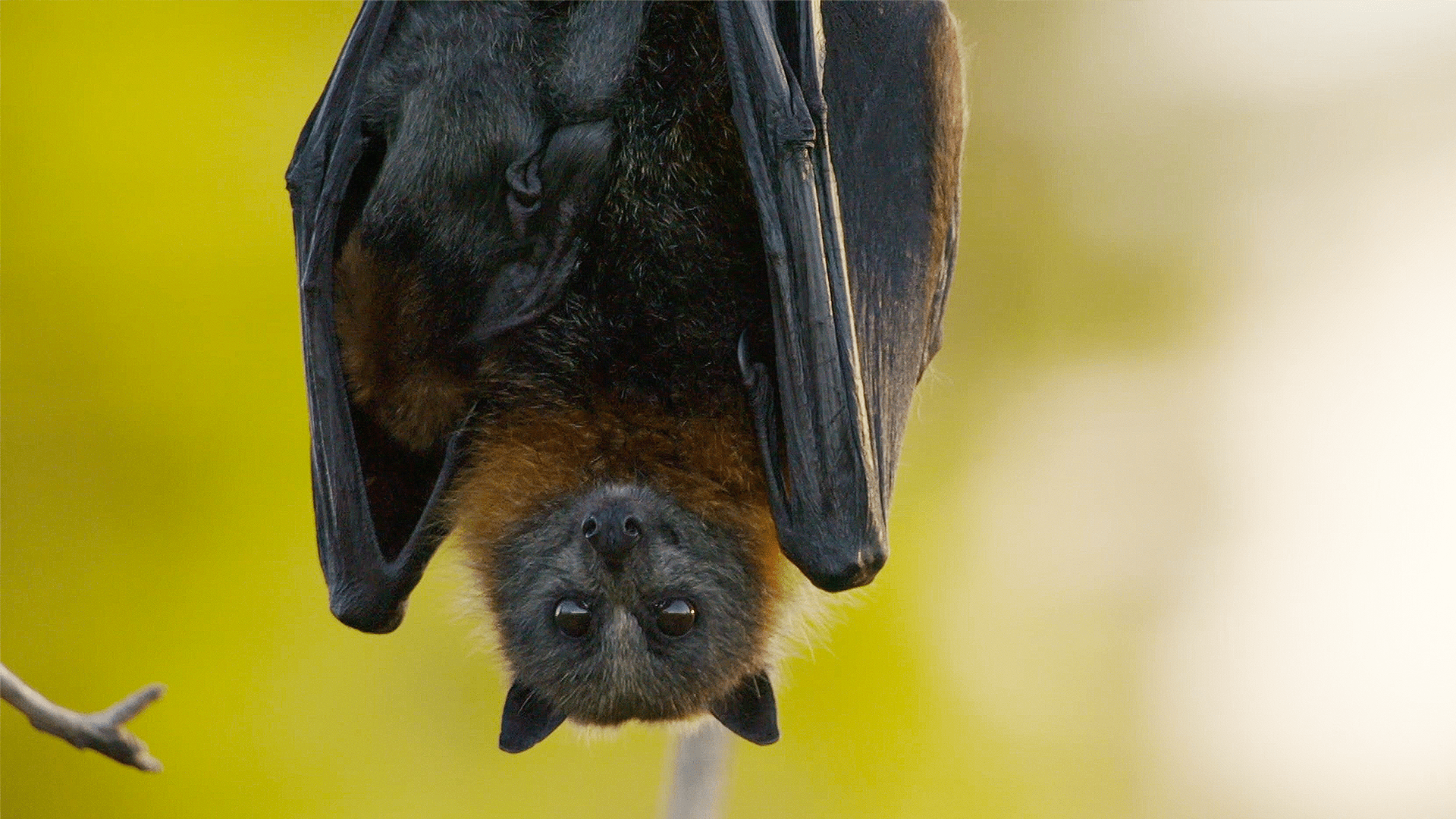 Flying Fox Wallpapers - Top Free Flying Fox Backgrounds - WallpaperAccess