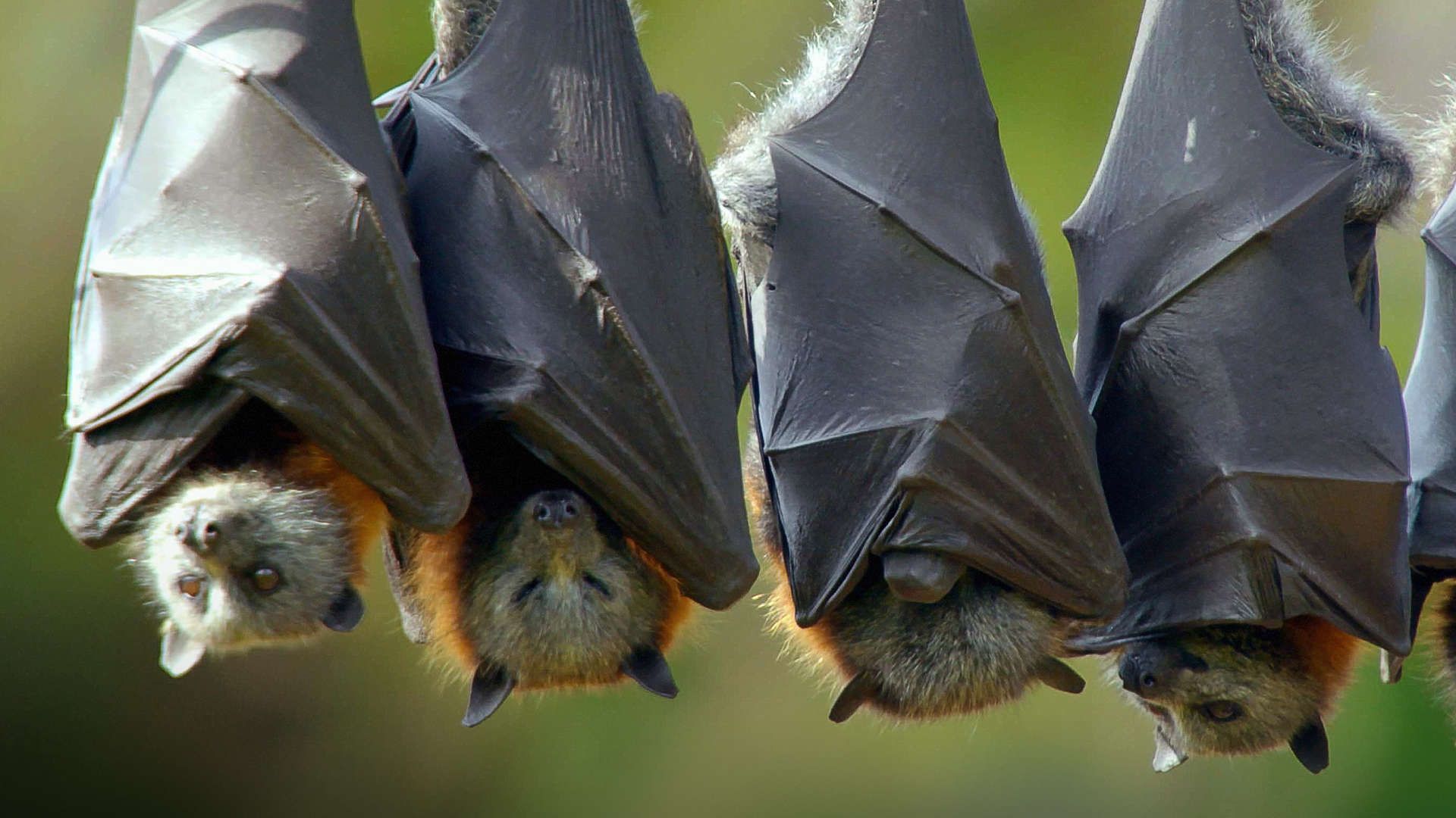 Flying Fox Wallpapers - Top Free Flying Fox Backgrounds - WallpaperAccess