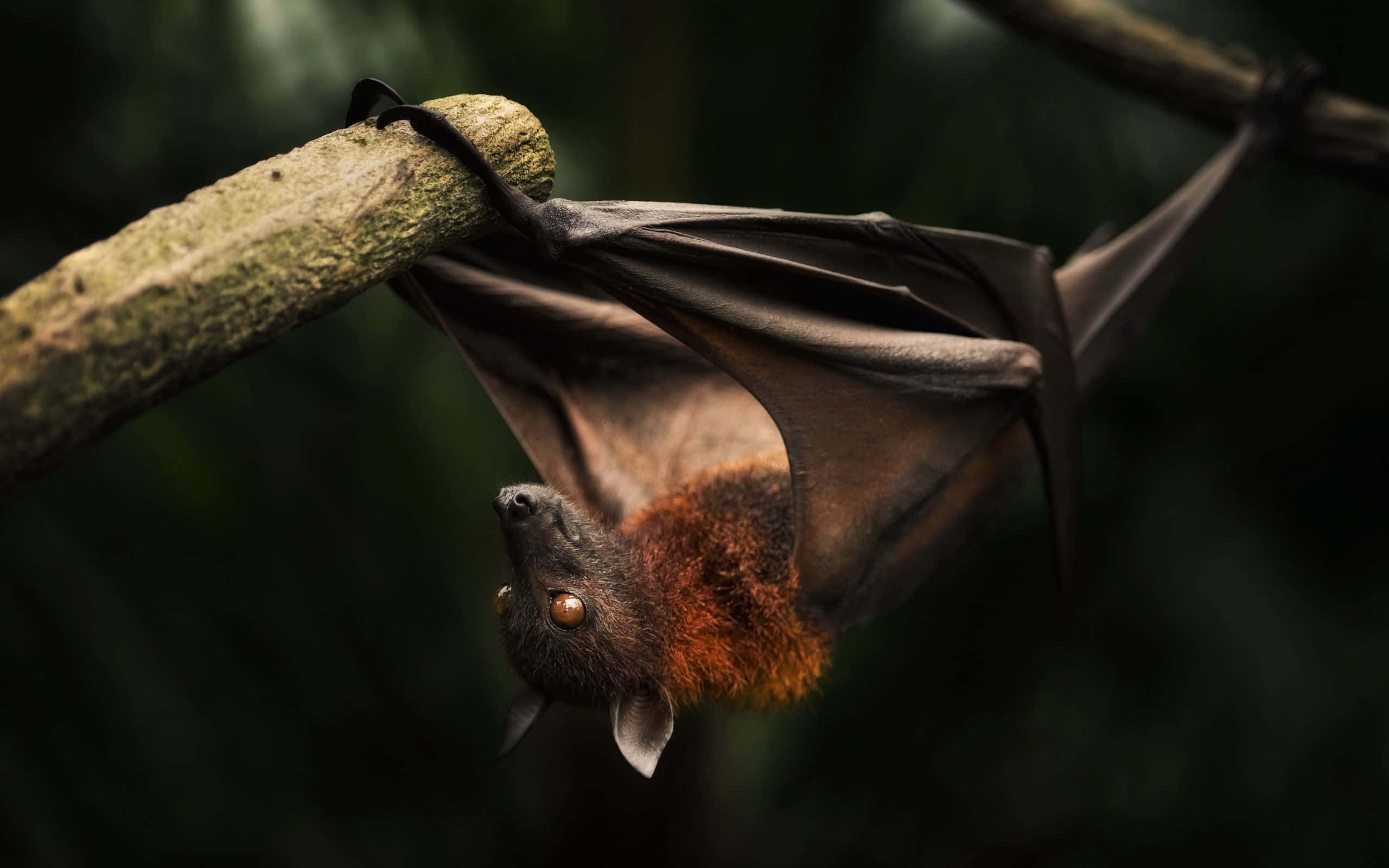 Flying Fox Wallpapers - Top Free Flying Fox Backgrounds - WallpaperAccess