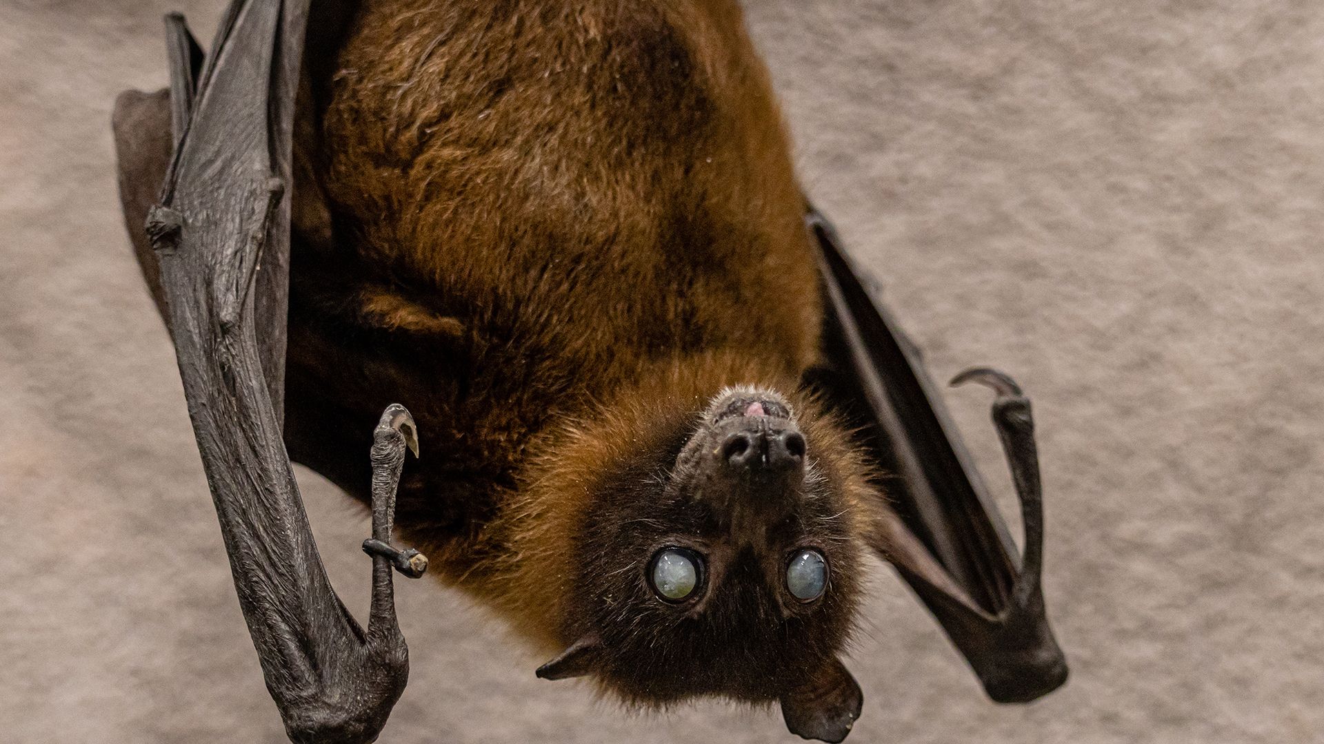 Flying Fox Wallpapers - Top Free Flying Fox Backgrounds - WallpaperAccess