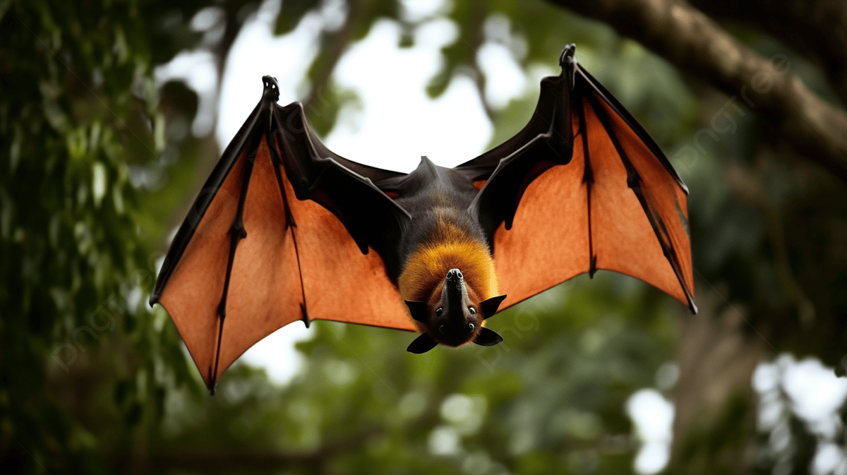 Flying Fox Wallpapers - Top Free Flying Fox Backgrounds - WallpaperAccess