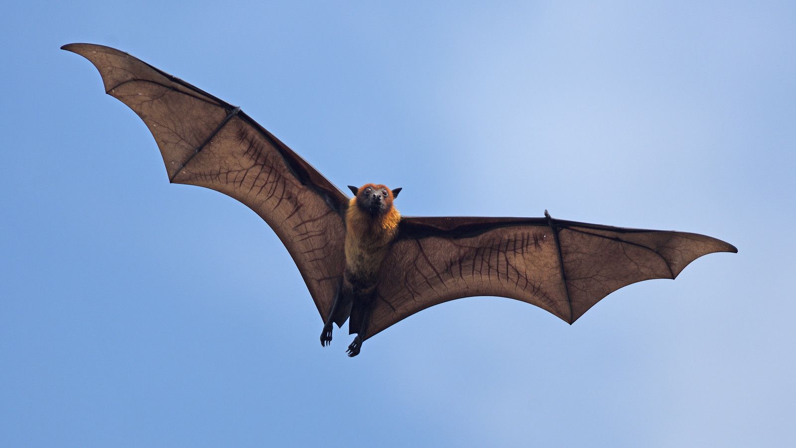 Flying Fox Wallpapers - Top Free Flying Fox Backgrounds - WallpaperAccess