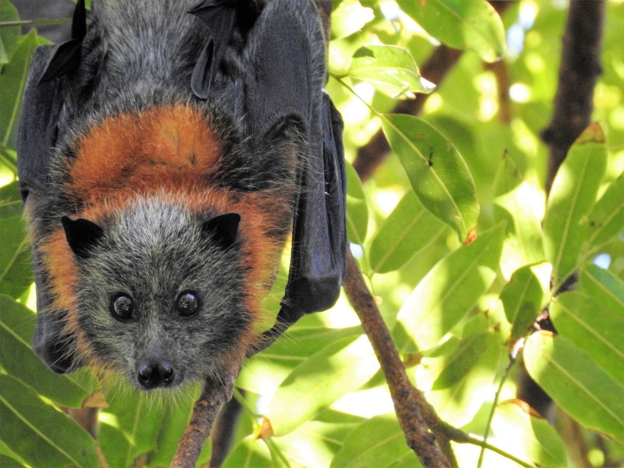 Flying Fox Wallpapers - Top Free Flying Fox Backgrounds - WallpaperAccess