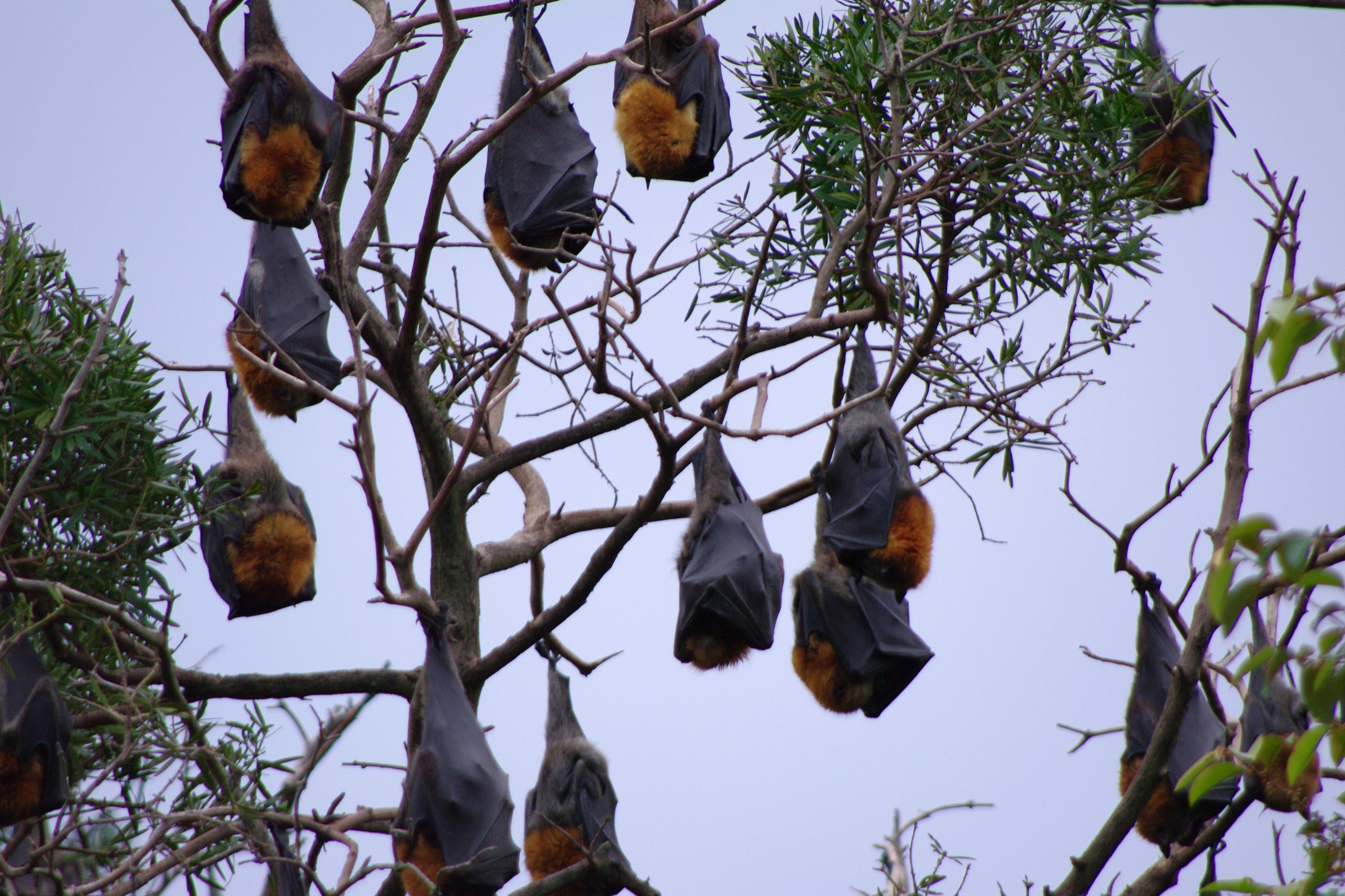 Flying Fox Wallpapers - Top Free Flying Fox Backgrounds - WallpaperAccess