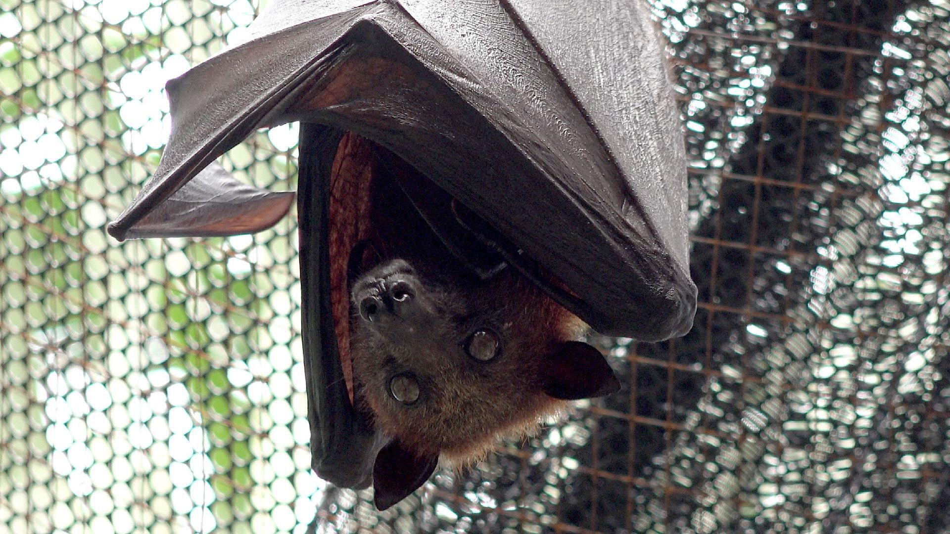 Flying Fox Wallpapers - Top Free Flying Fox Backgrounds - WallpaperAccess