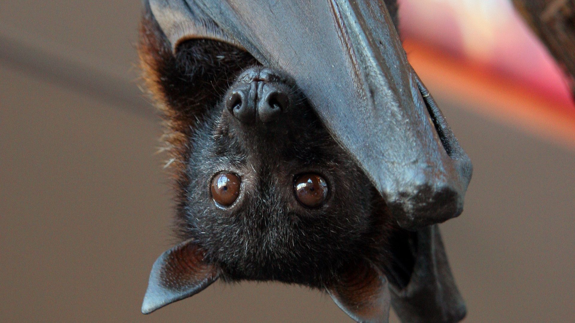 Flying Fox Wallpapers - Top Free Flying Fox Backgrounds - WallpaperAccess