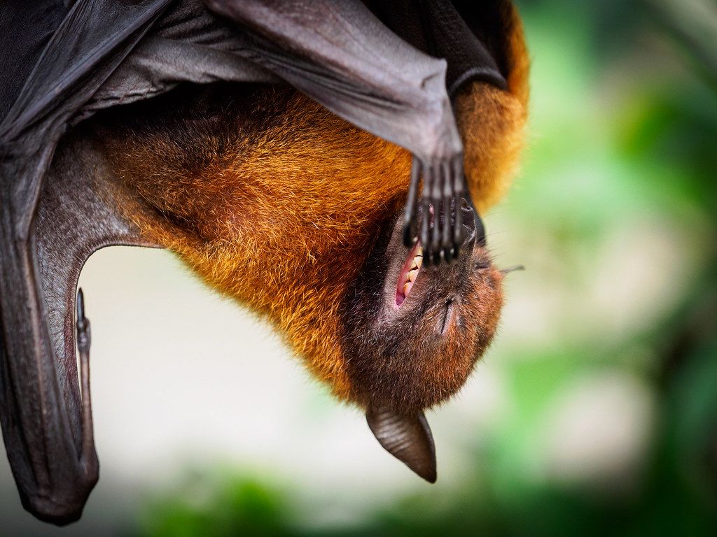 Flying Fox Wallpapers - Top Free Flying Fox Backgrounds - WallpaperAccess