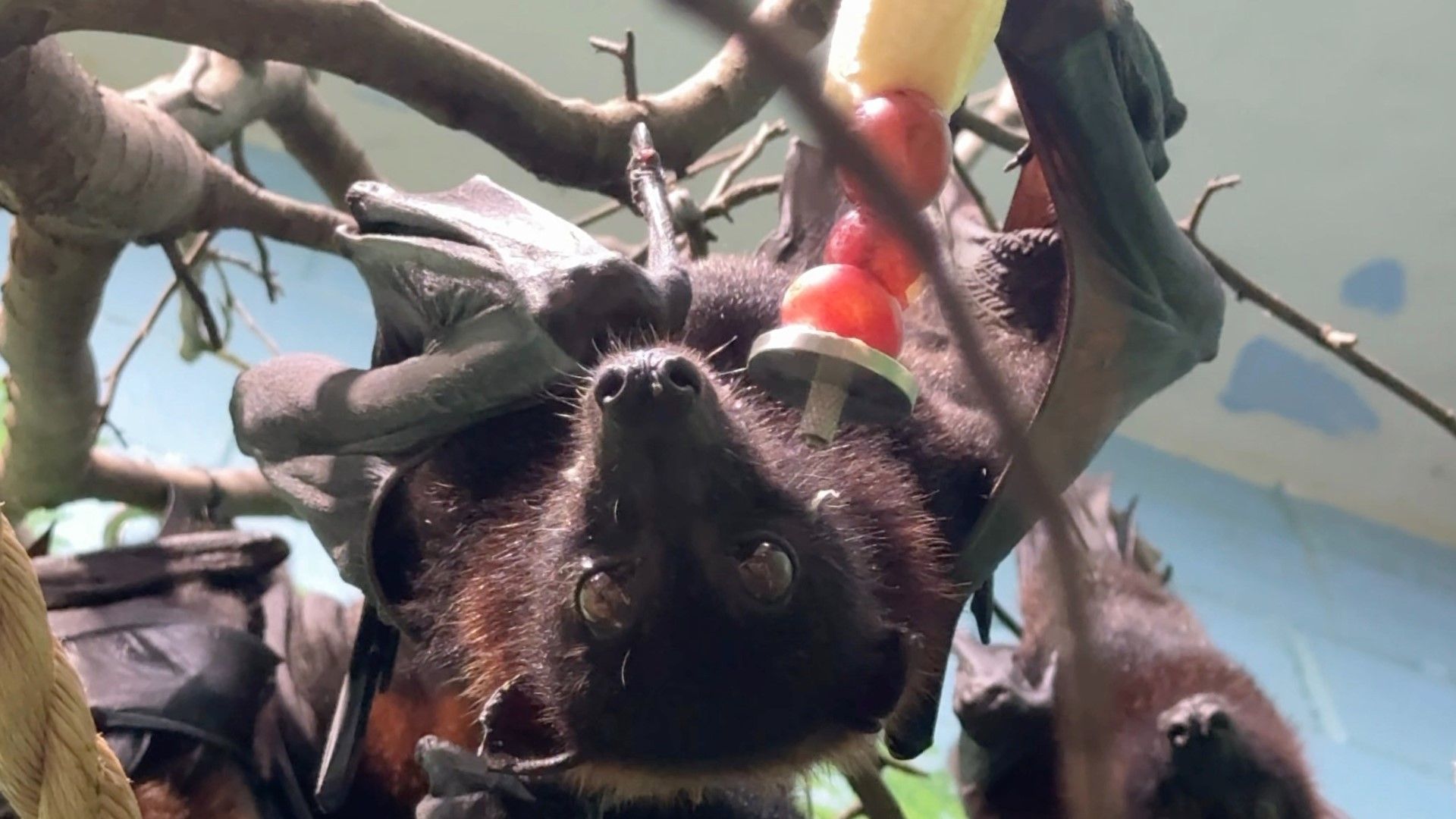 Flying Fox Wallpapers - Top Free Flying Fox Backgrounds - WallpaperAccess