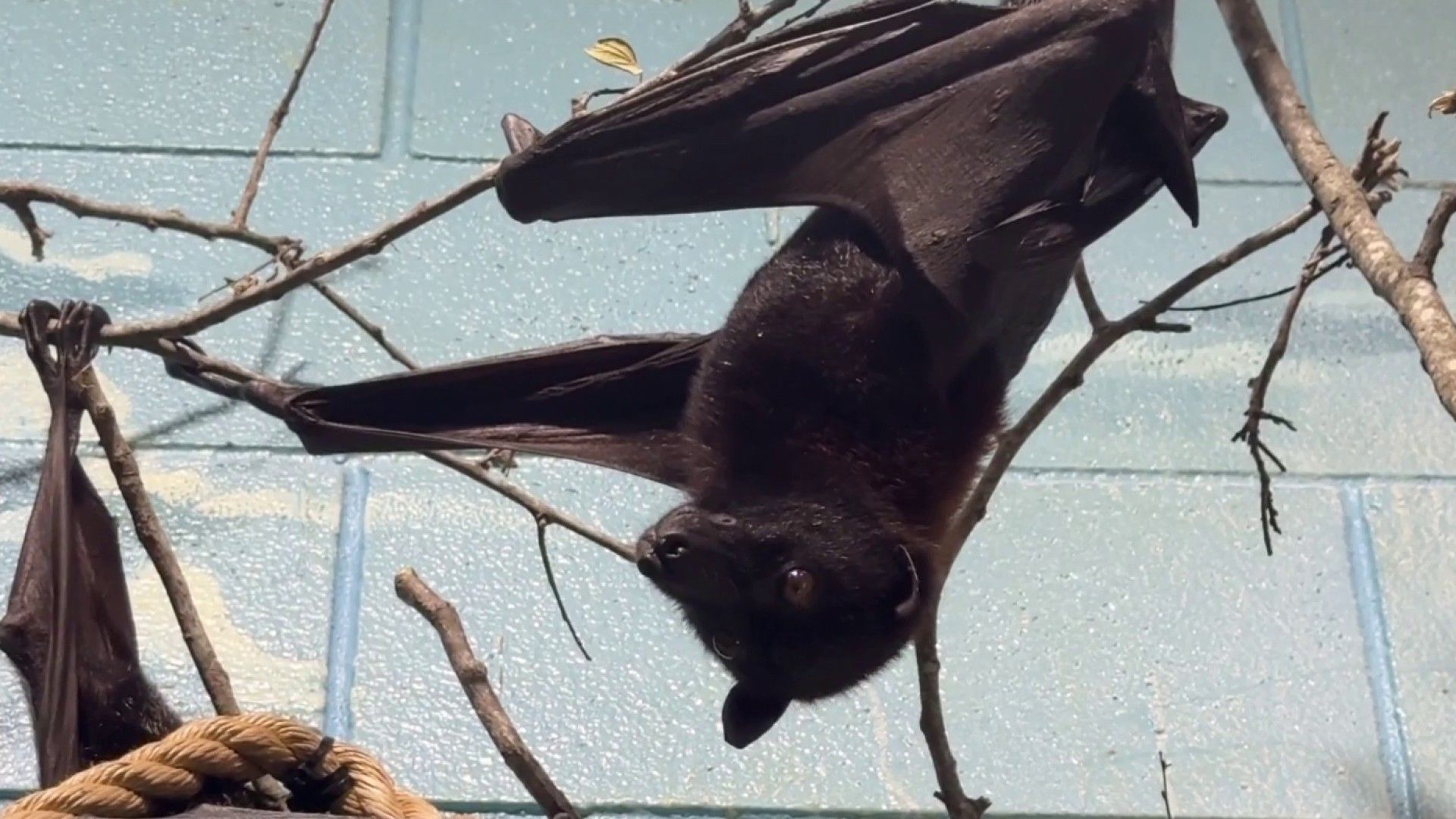 Flying Fox Wallpapers - Top Free Flying Fox Backgrounds - WallpaperAccess