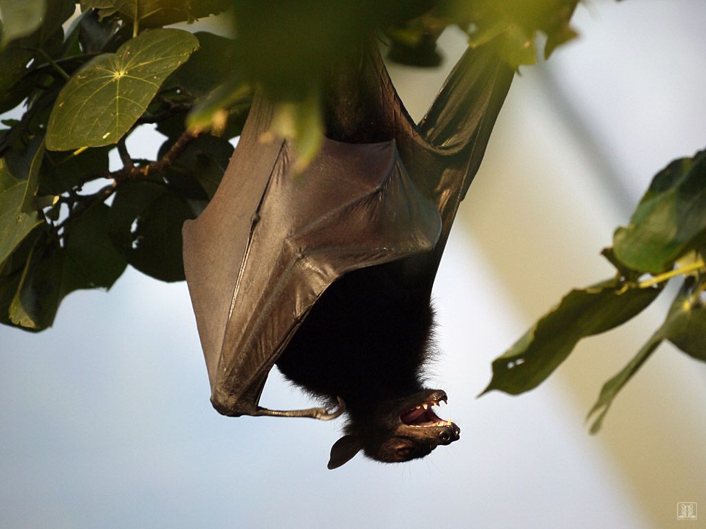 Flying Fox Wallpapers - Top Free Flying Fox Backgrounds - WallpaperAccess