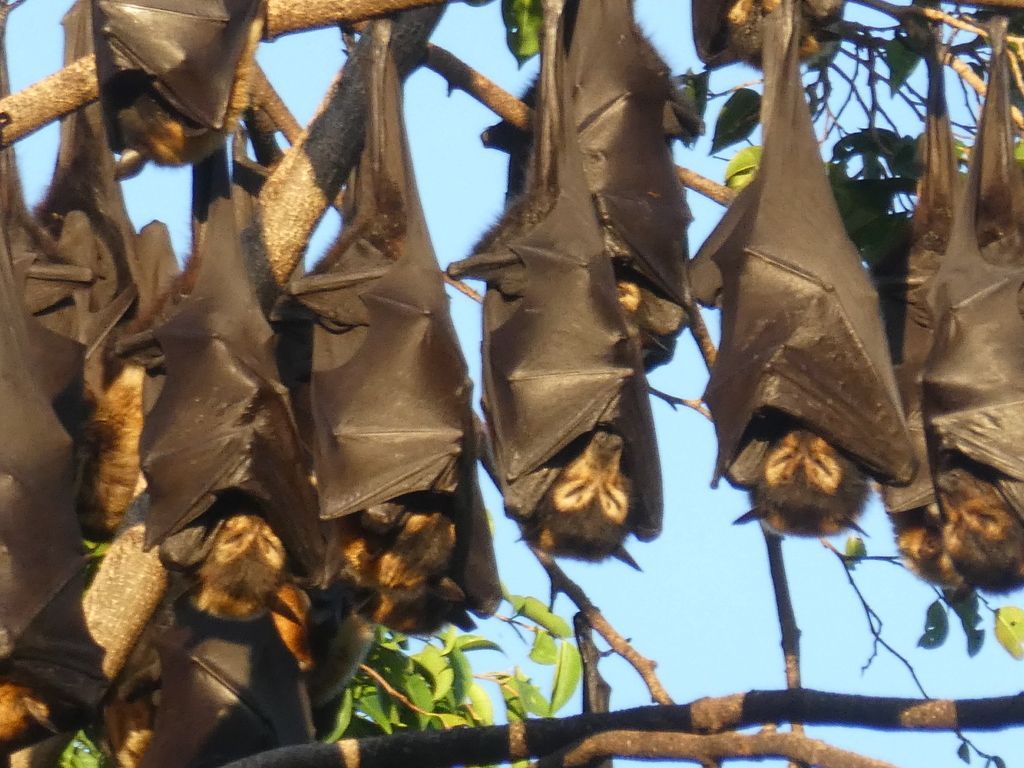 Flying Fox Wallpapers - Top Free Flying Fox Backgrounds - WallpaperAccess