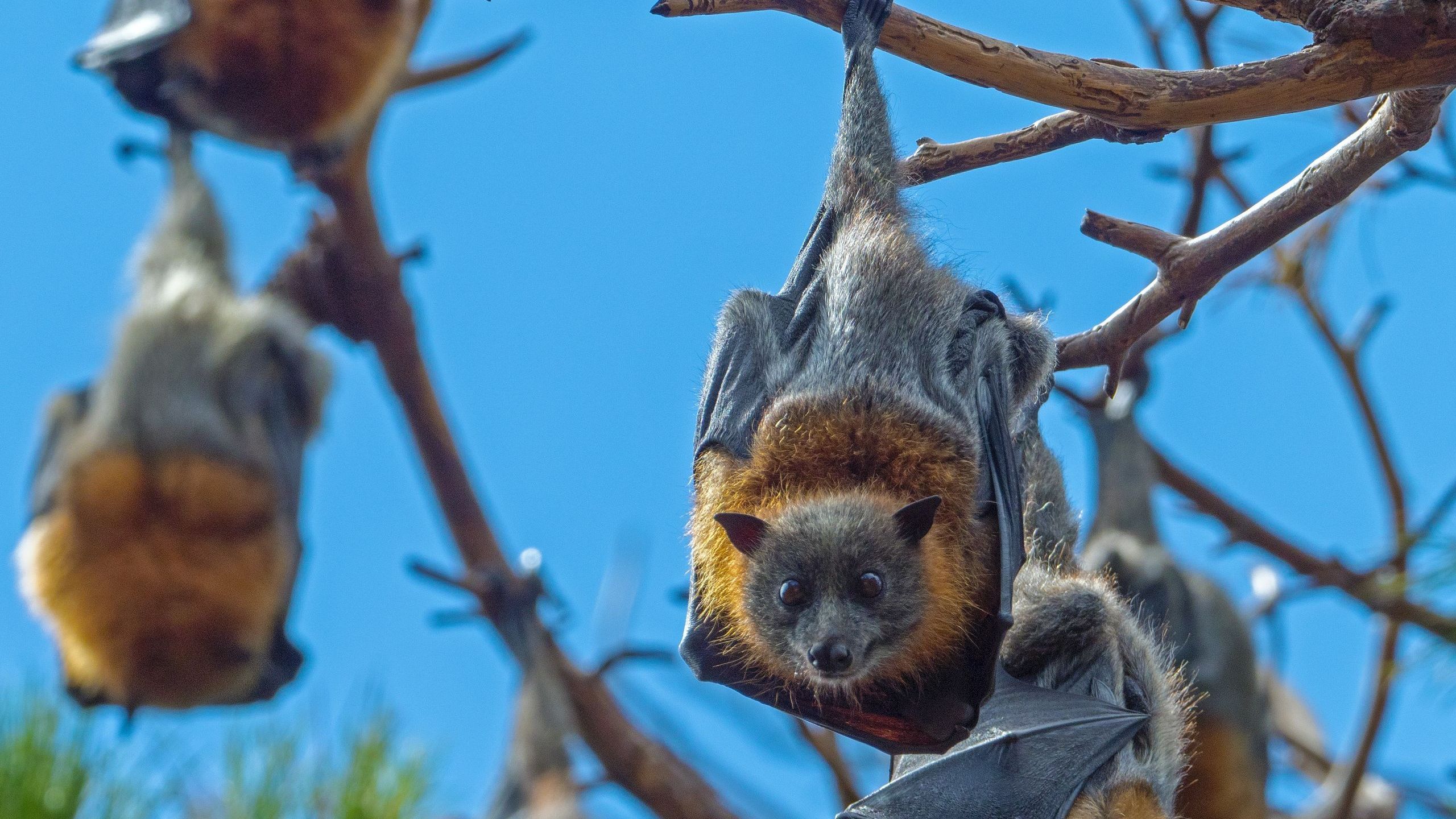 Flying Fox Wallpapers - Top Free Flying Fox Backgrounds - WallpaperAccess