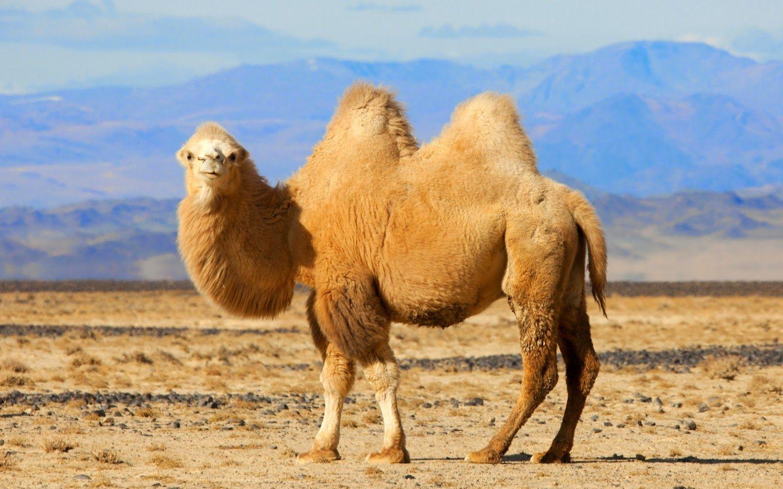 Camel HD Wallpapers - Top Free Camel HD Backgrounds - WallpaperAccess