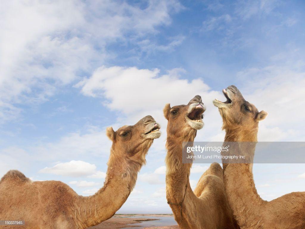 Funny Camel Wallpapers - Top Free Funny Camel Backgrounds - WallpaperAccess