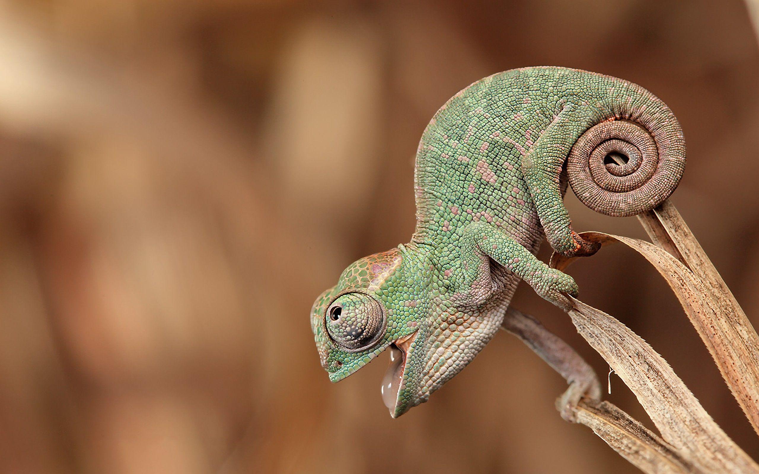 Chameleon Desktop Wallpapers - Top Free Chameleon Desktop Backgrounds ...
