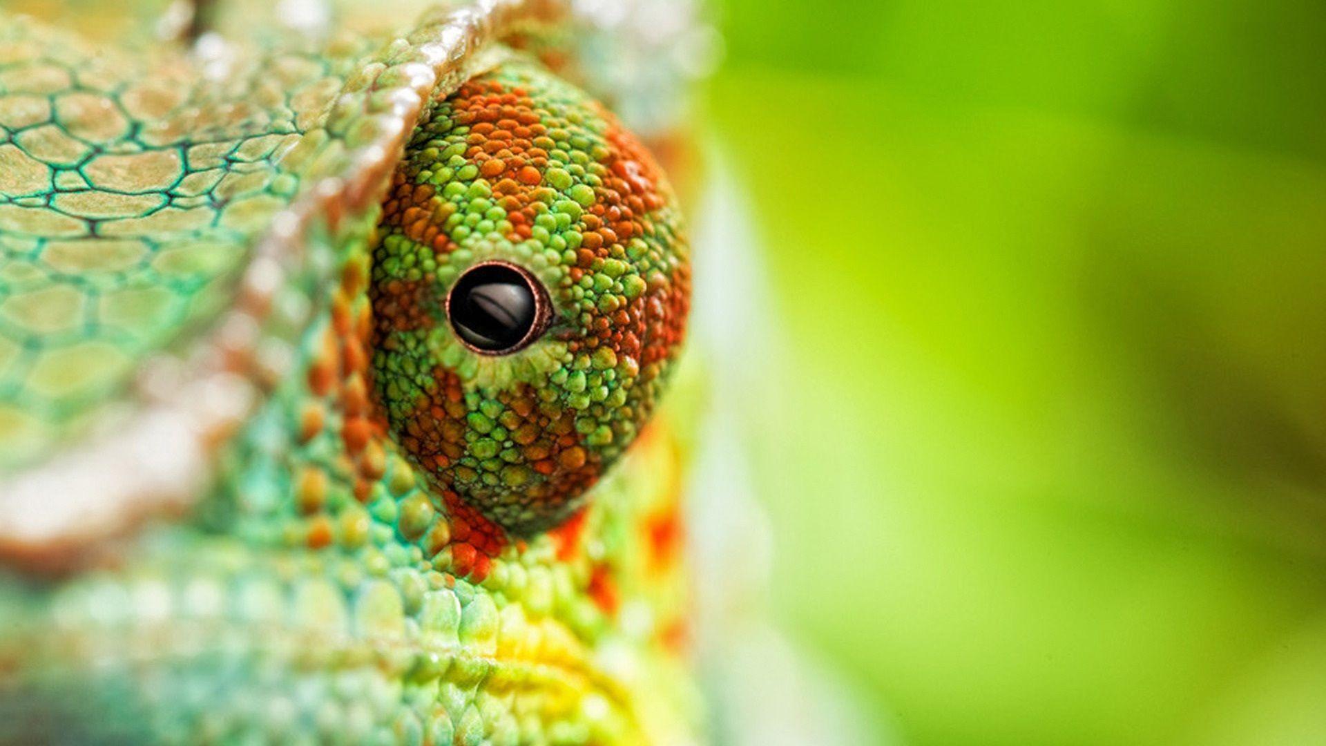 Chameleon Desktop Wallpapers - Top Free Chameleon Desktop Backgrounds ...
