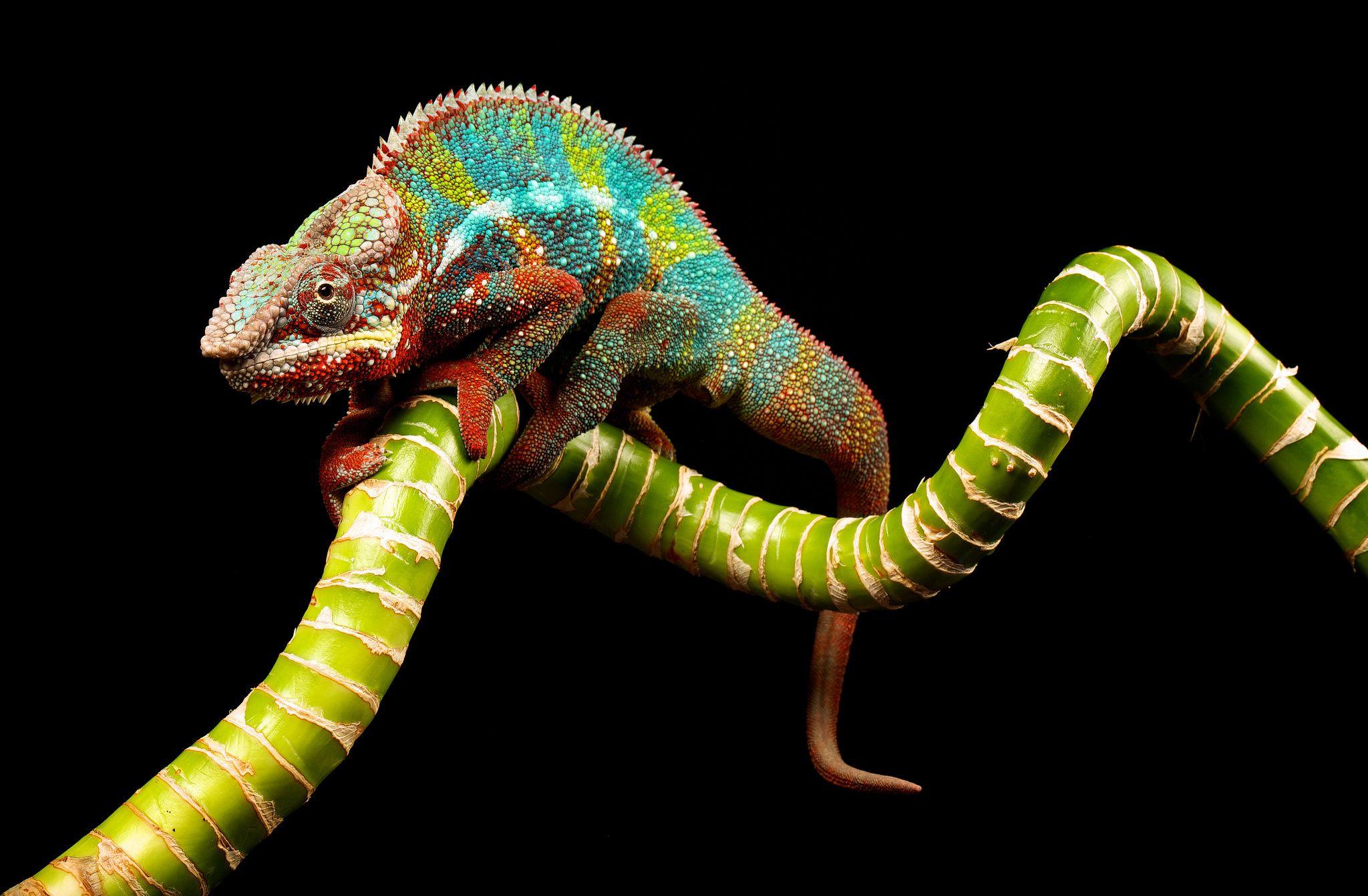 Colorful Chameleon Wallpapers - Top Free Colorful Chameleon Backgrounds ...