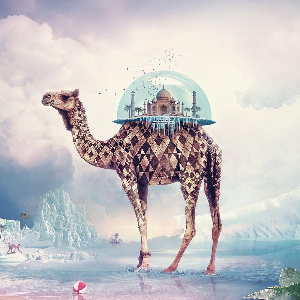 Funny Camel Wallpapers - Top Free Funny Camel Backgrounds - WallpaperAccess