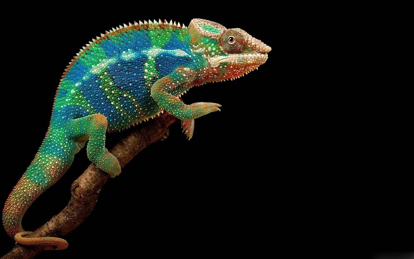 Chameleon Desktop Wallpapers - Top Free Chameleon Desktop Backgrounds ...
