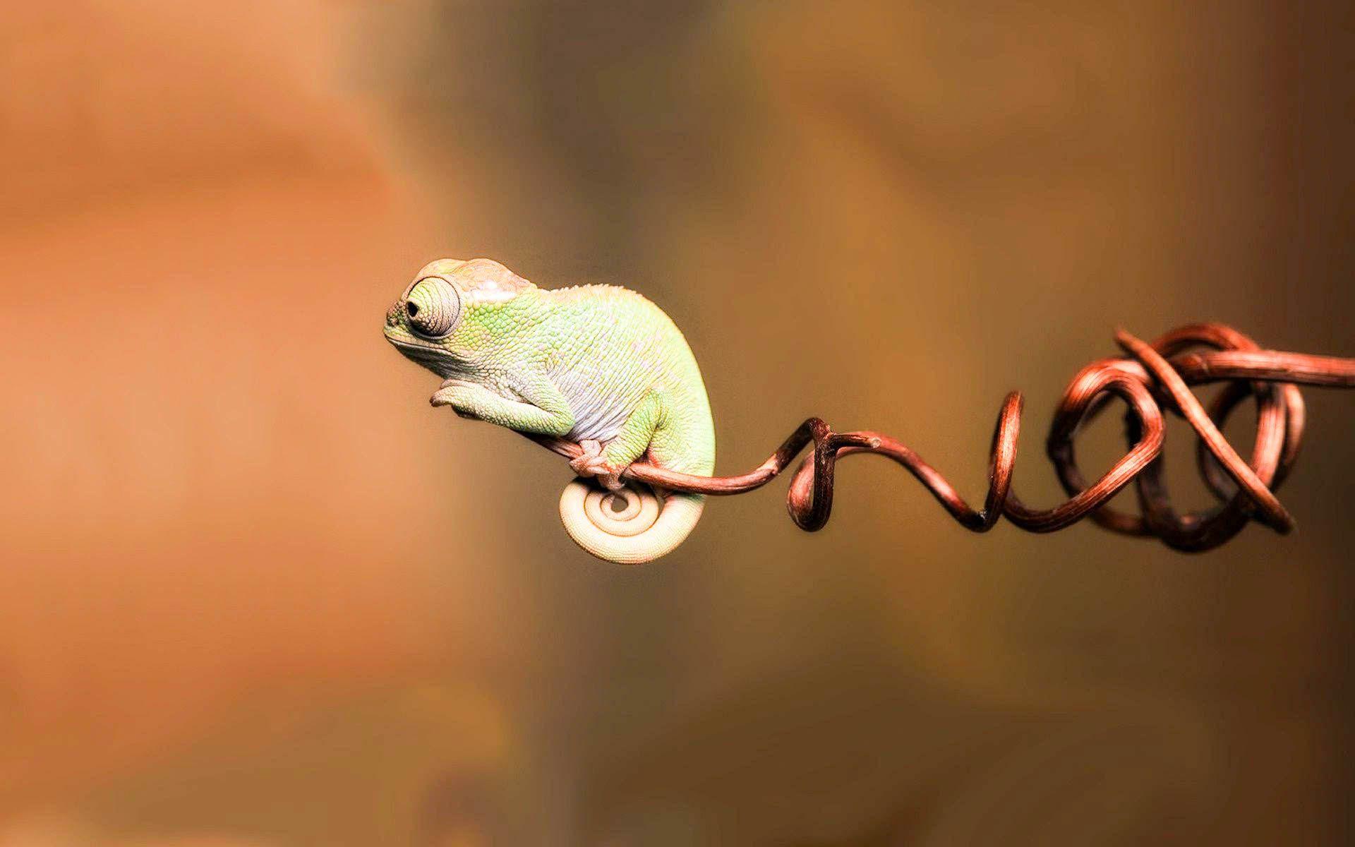 Chameleon Desktop Wallpapers - Top Free Chameleon Desktop Backgrounds ...