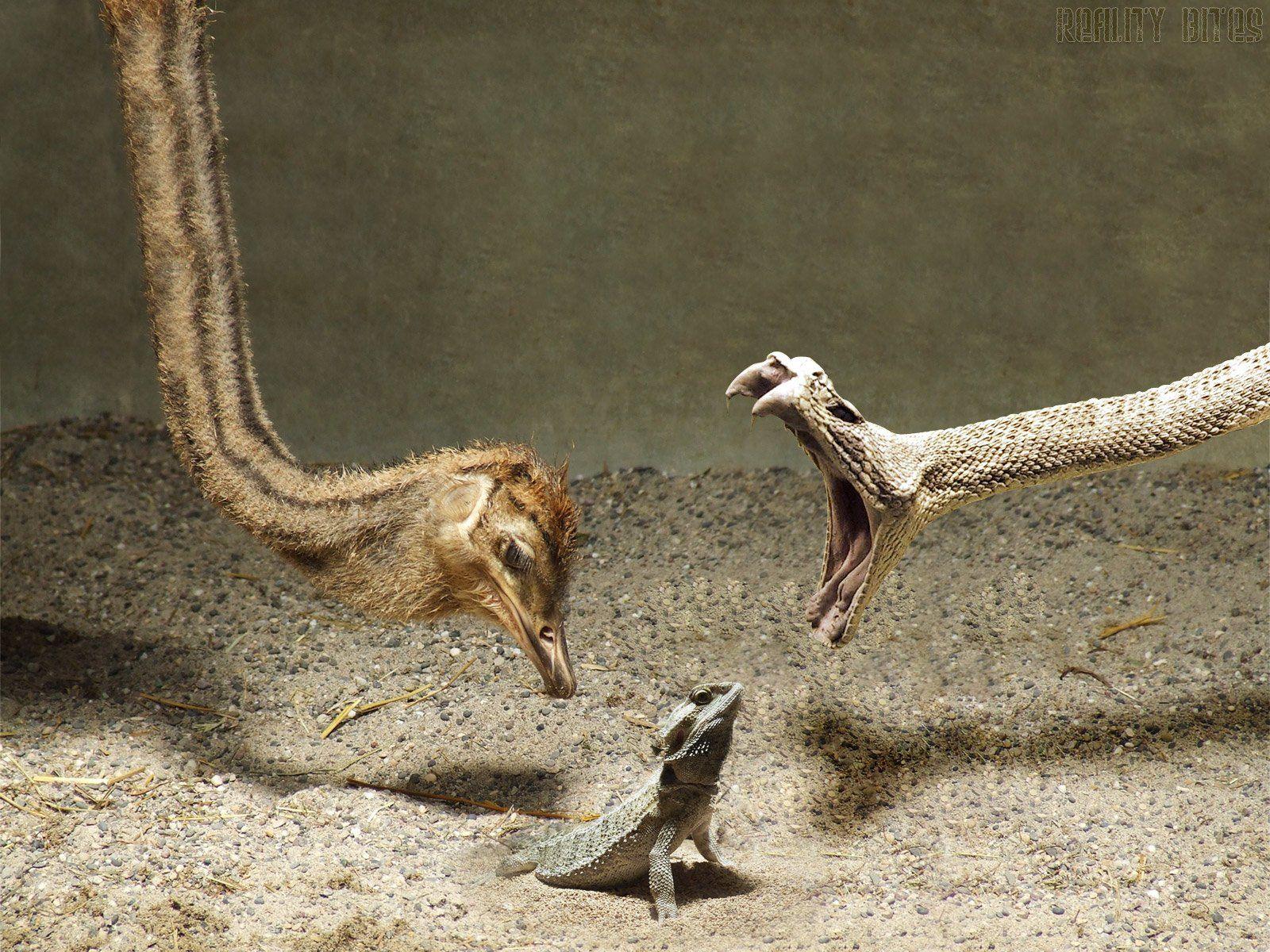 Reptile Wallpapers - Top Free Reptile Backgrounds - WallpaperAccess