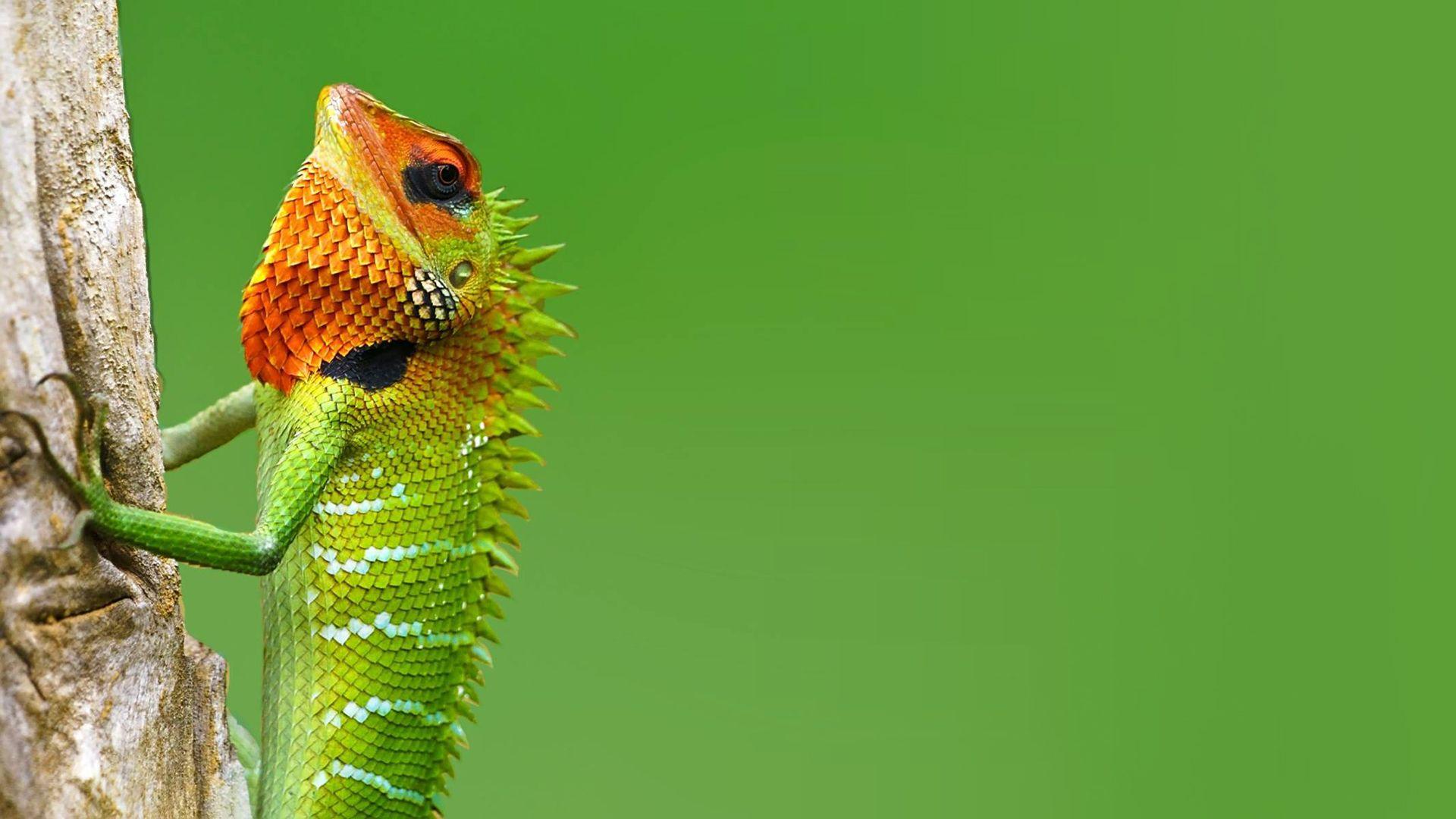 Chameleon Desktop Wallpapers - Top Free Chameleon Desktop Backgrounds ...