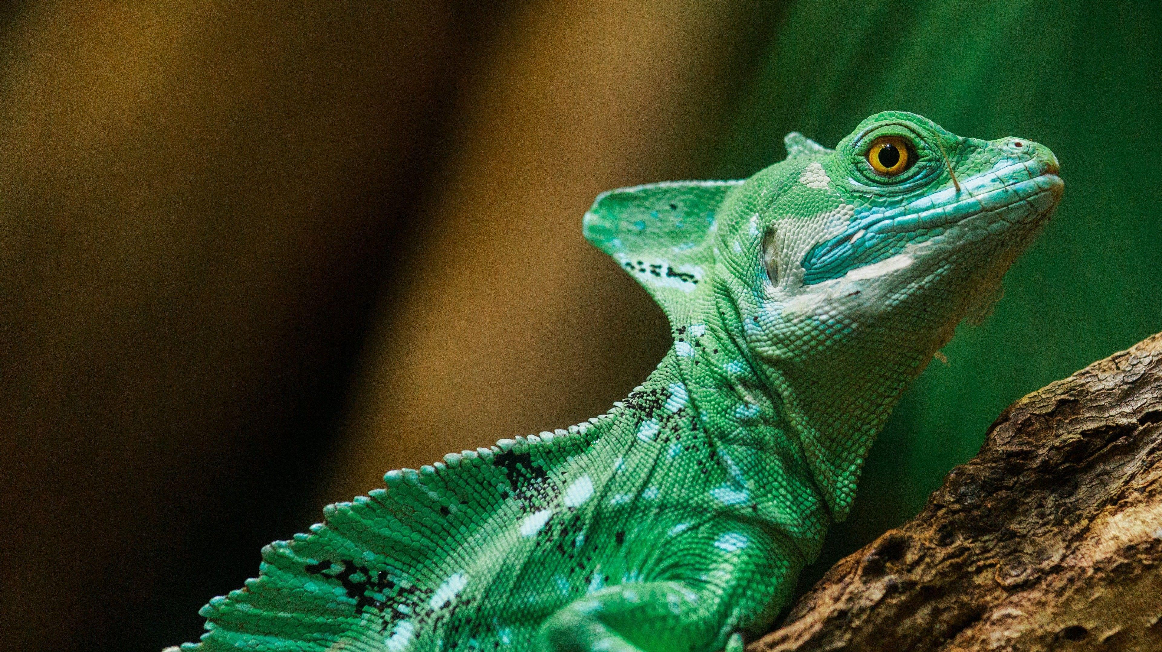 Reptile Wallpapers - Top Free Reptile Backgrounds - WallpaperAccess