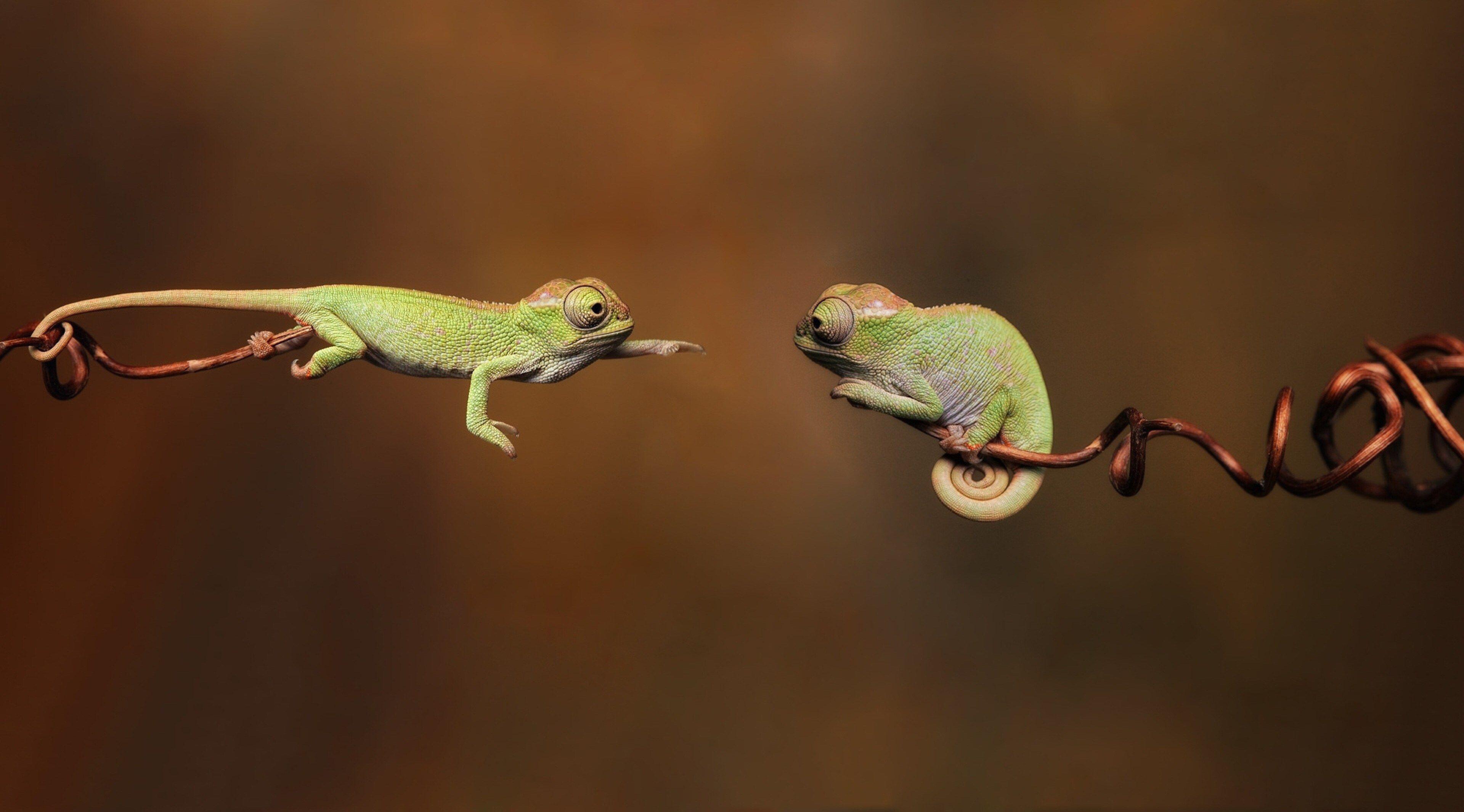 Chameleon Desktop Wallpapers - Top Free Chameleon Desktop Backgrounds ...