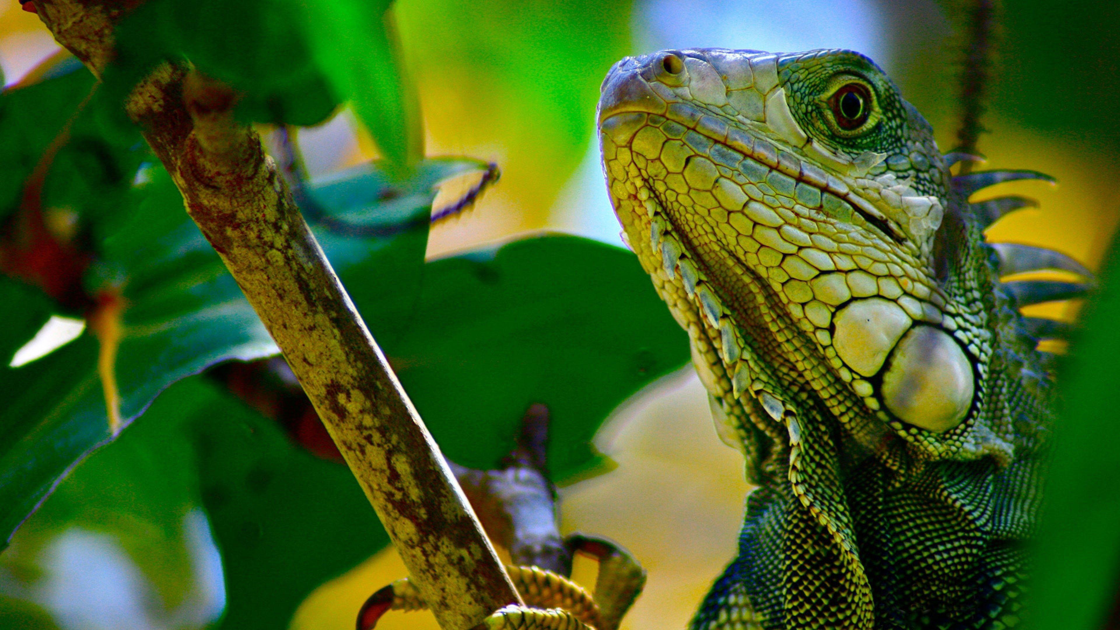 Reptile Wallpapers - Top Free Reptile Backgrounds - WallpaperAccess